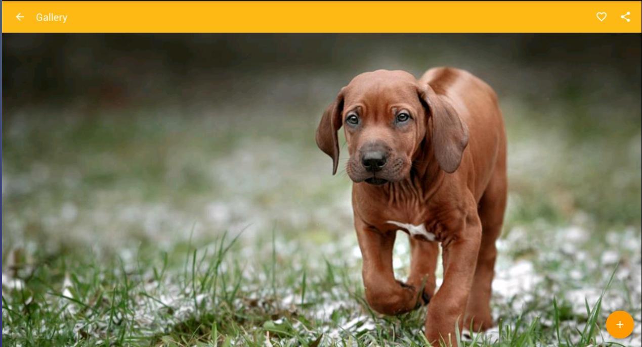 Ridgeback Dog Wallpapers - Wallpaper Cave