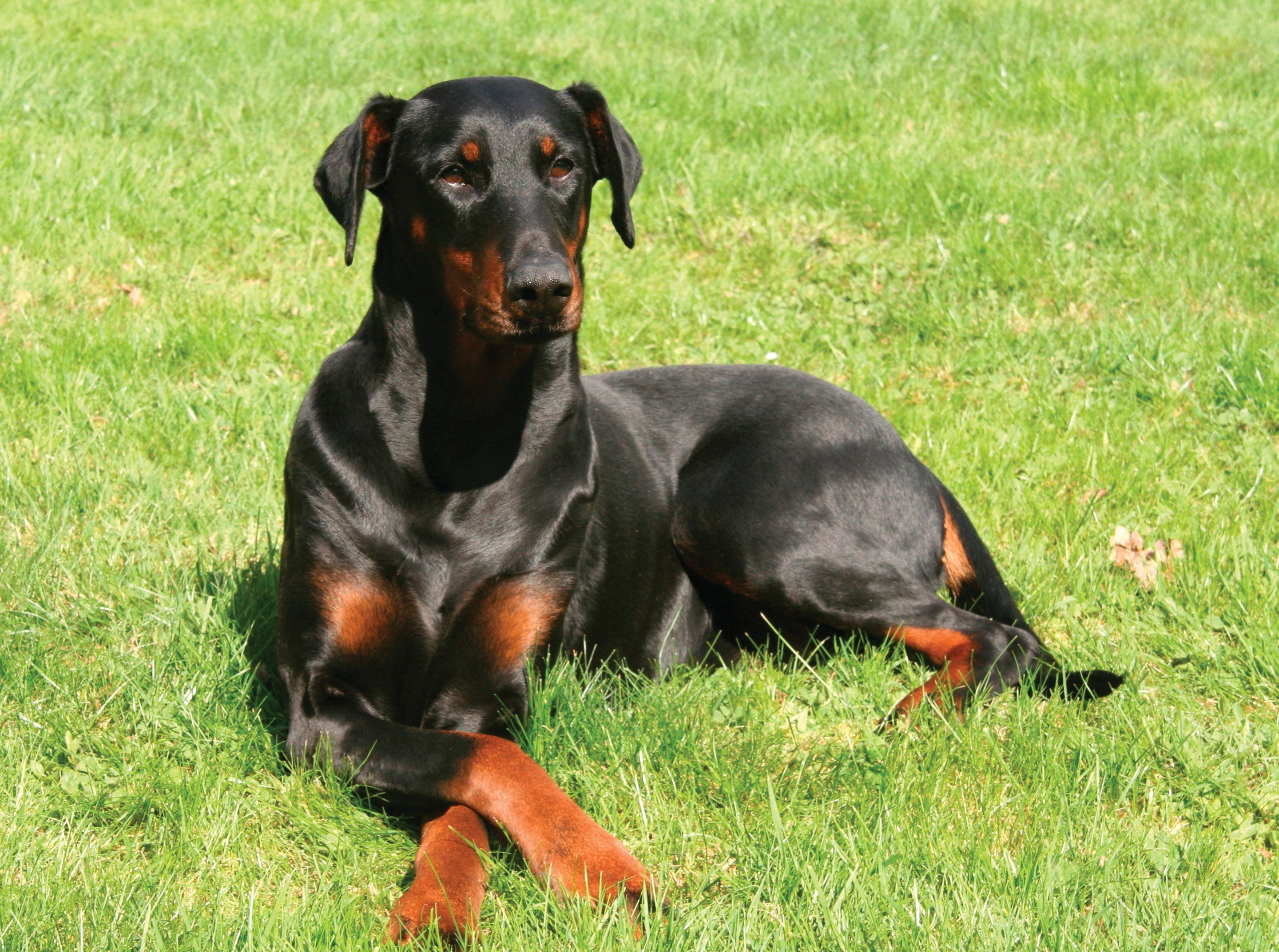 Doberman And Rhodesian Ridgeback Wallpapers - Wallpaper Cave