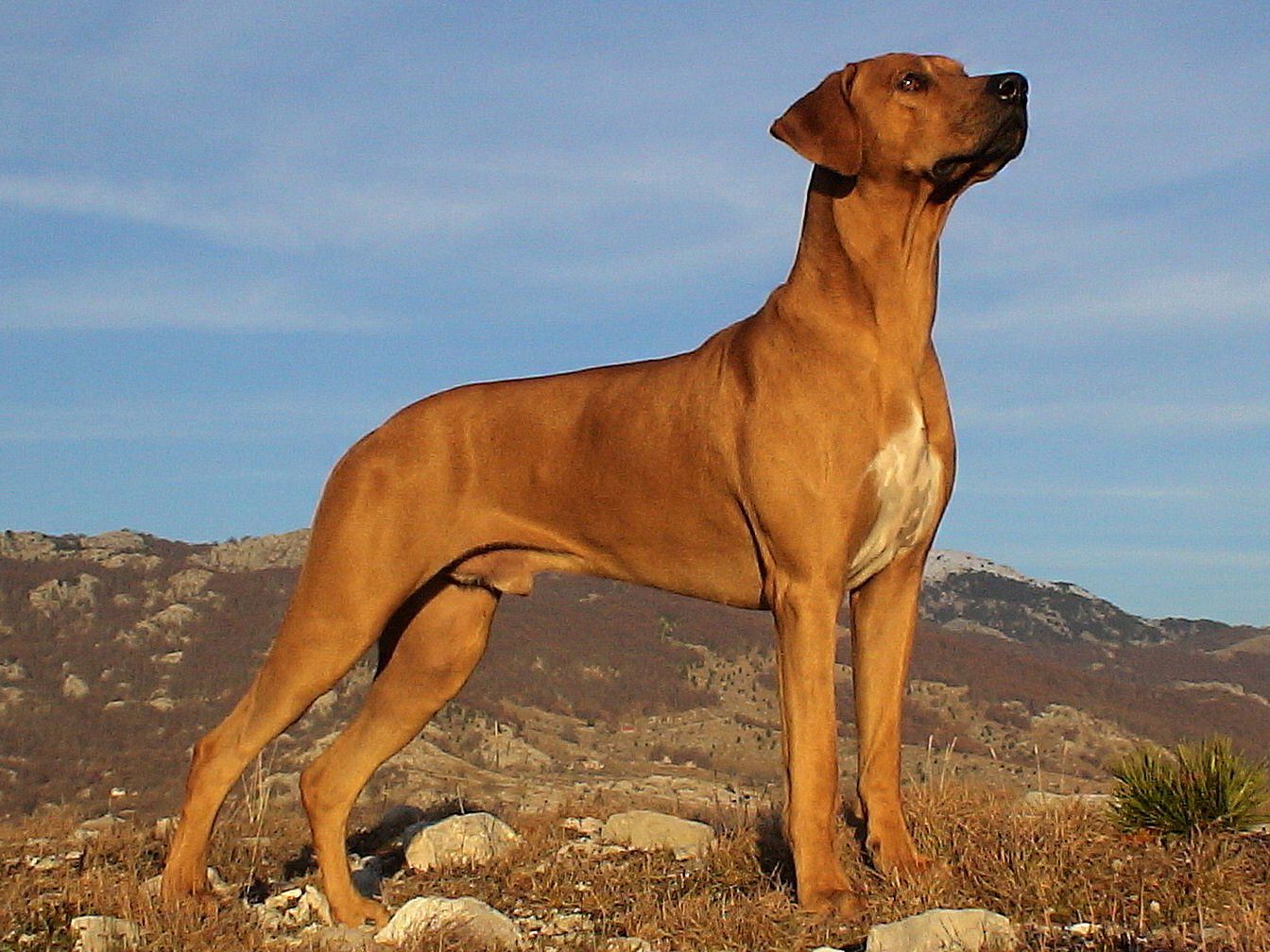 Rhodesian Ridgeback Wallpapers - Wallpaper Cave