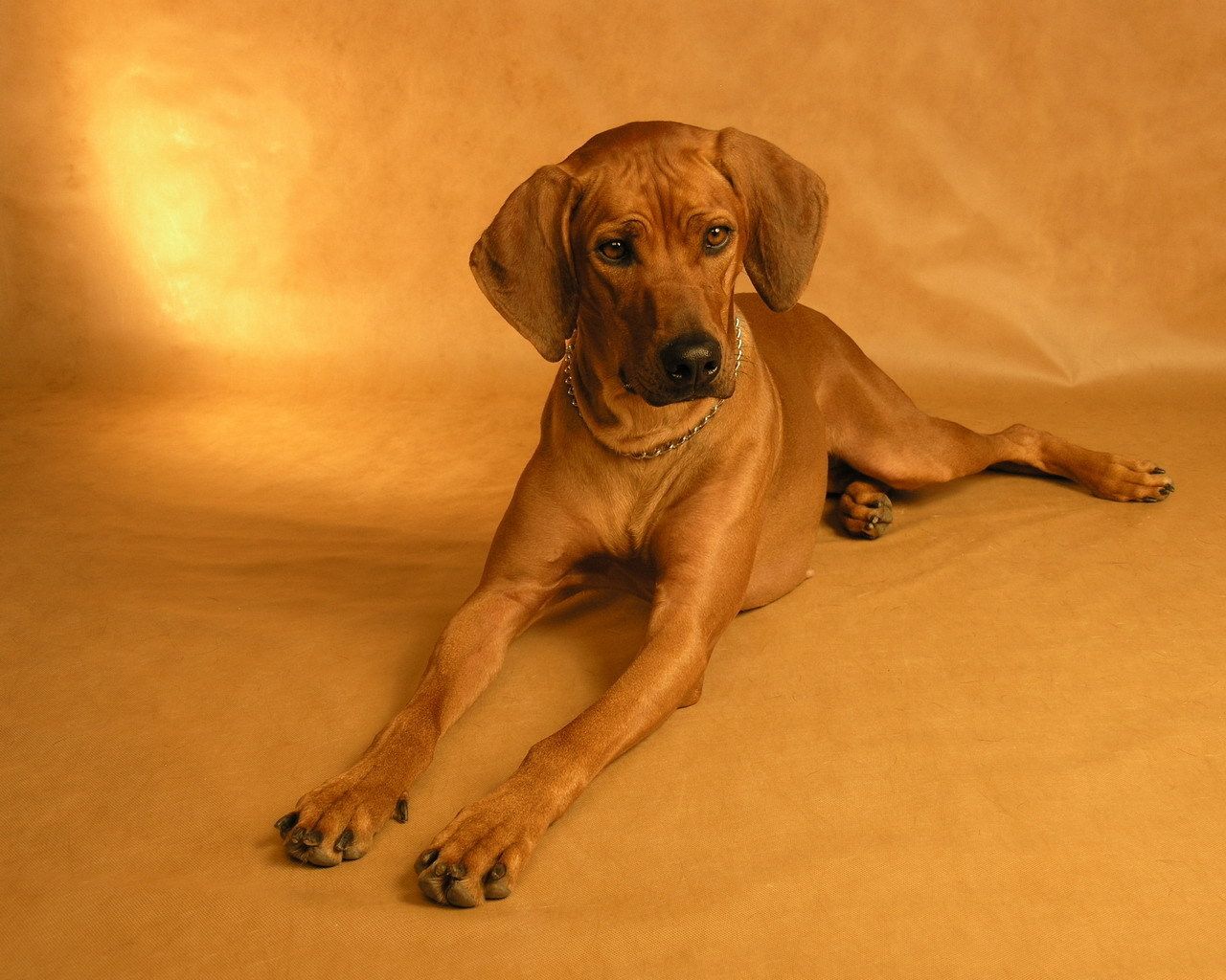 Doberman And Rhodesian Ridgeback Wallpapers - Wallpaper Cave