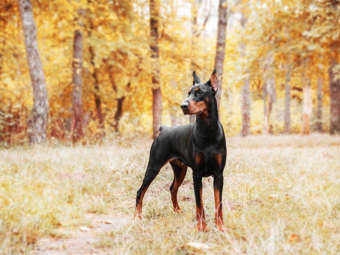 Doberman And Rhodesian Ridgeback Wallpapers - Wallpaper Cave
