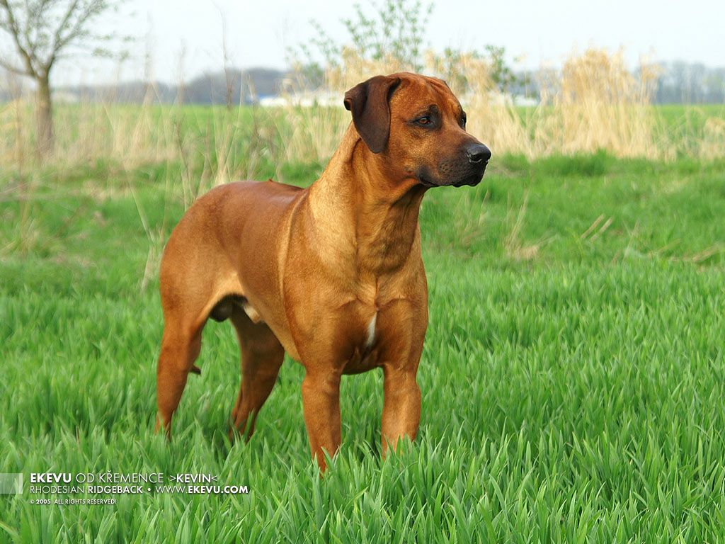 Doberman And Rhodesian Ridgeback Wallpapers - Wallpaper Cave