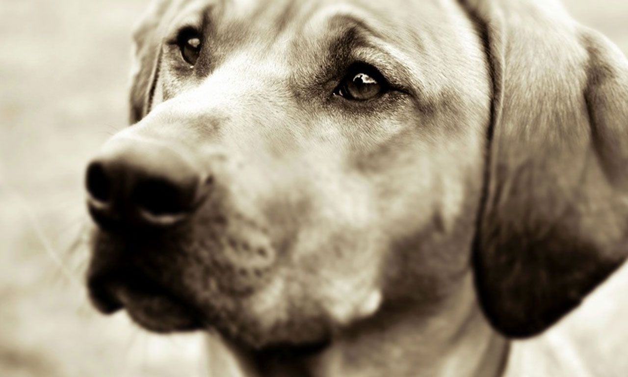 Doberman And Rhodesian Ridgeback Wallpapers - Wallpaper Cave