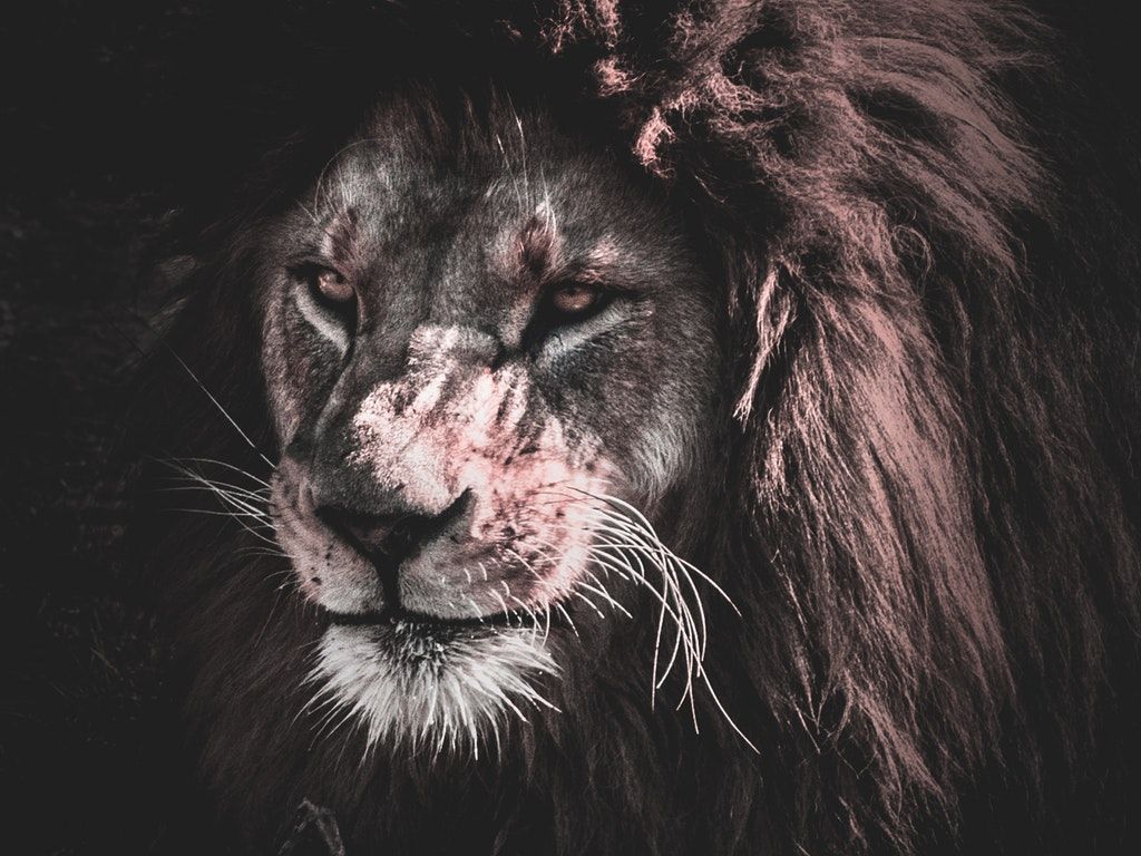 Lion Painting Wallpapers - Wallpaper Cave