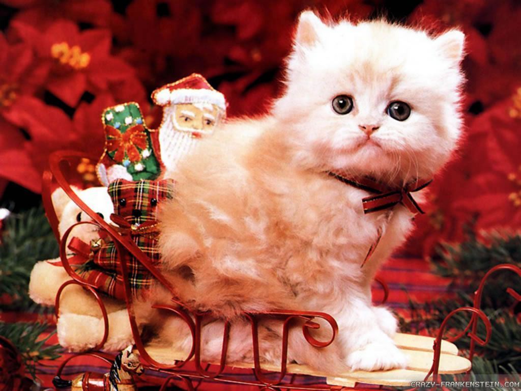 Cat Cartoon Christmas Wallpapers - Wallpaper Cave