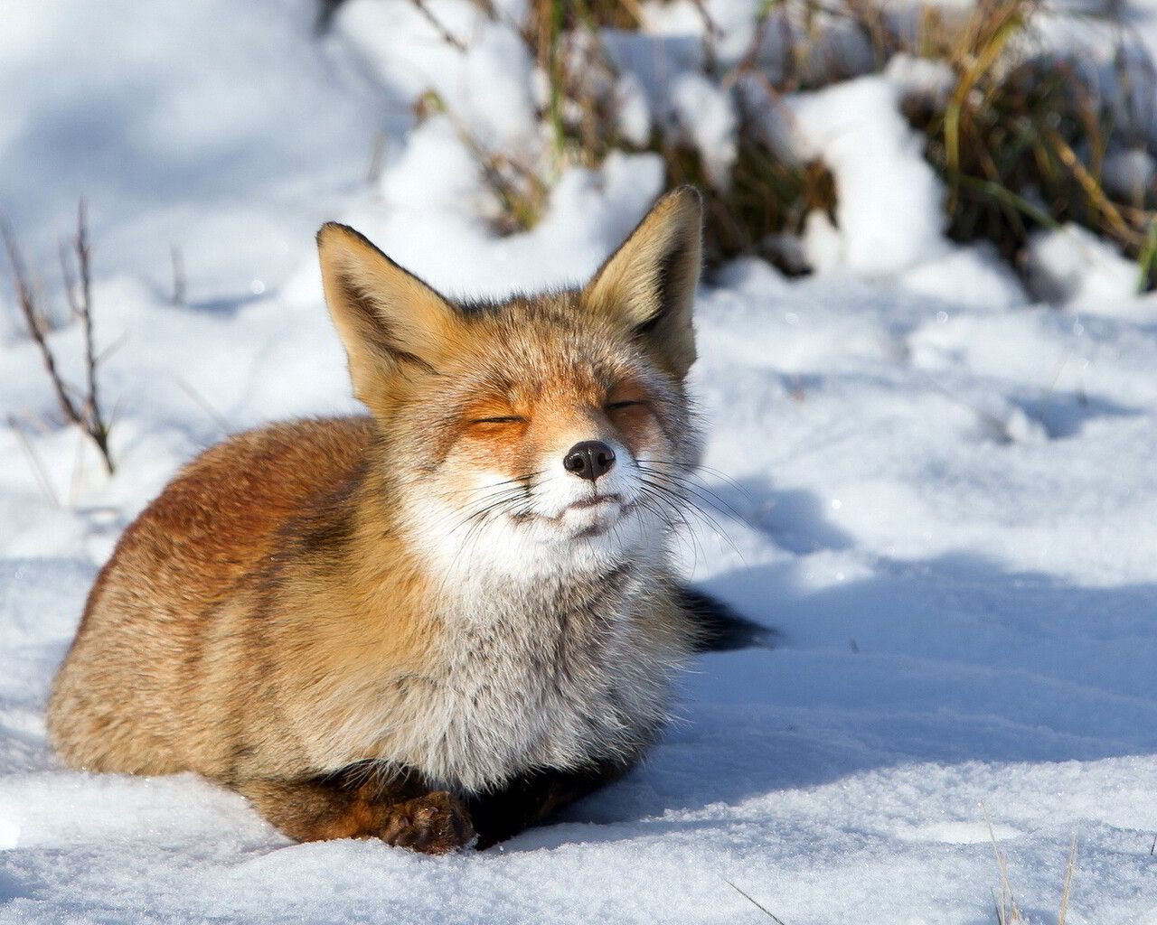 Winter Foxes Wallpapers - Wallpaper Cave