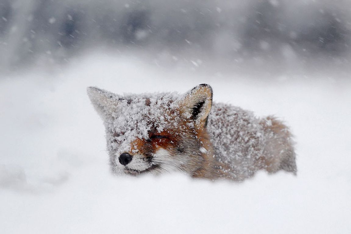 Winter Foxes Wallpapers - Wallpaper Cave