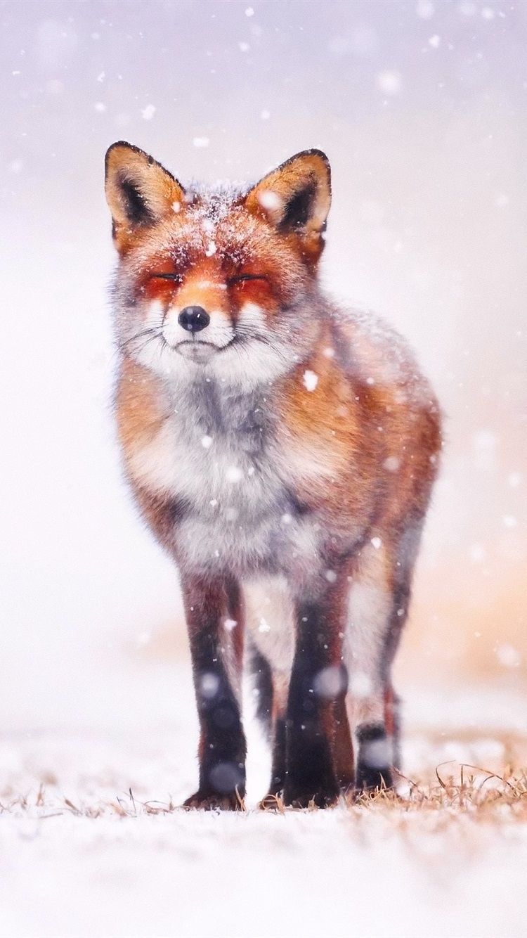 Winter Foxes Wallpapers - Wallpaper Cave