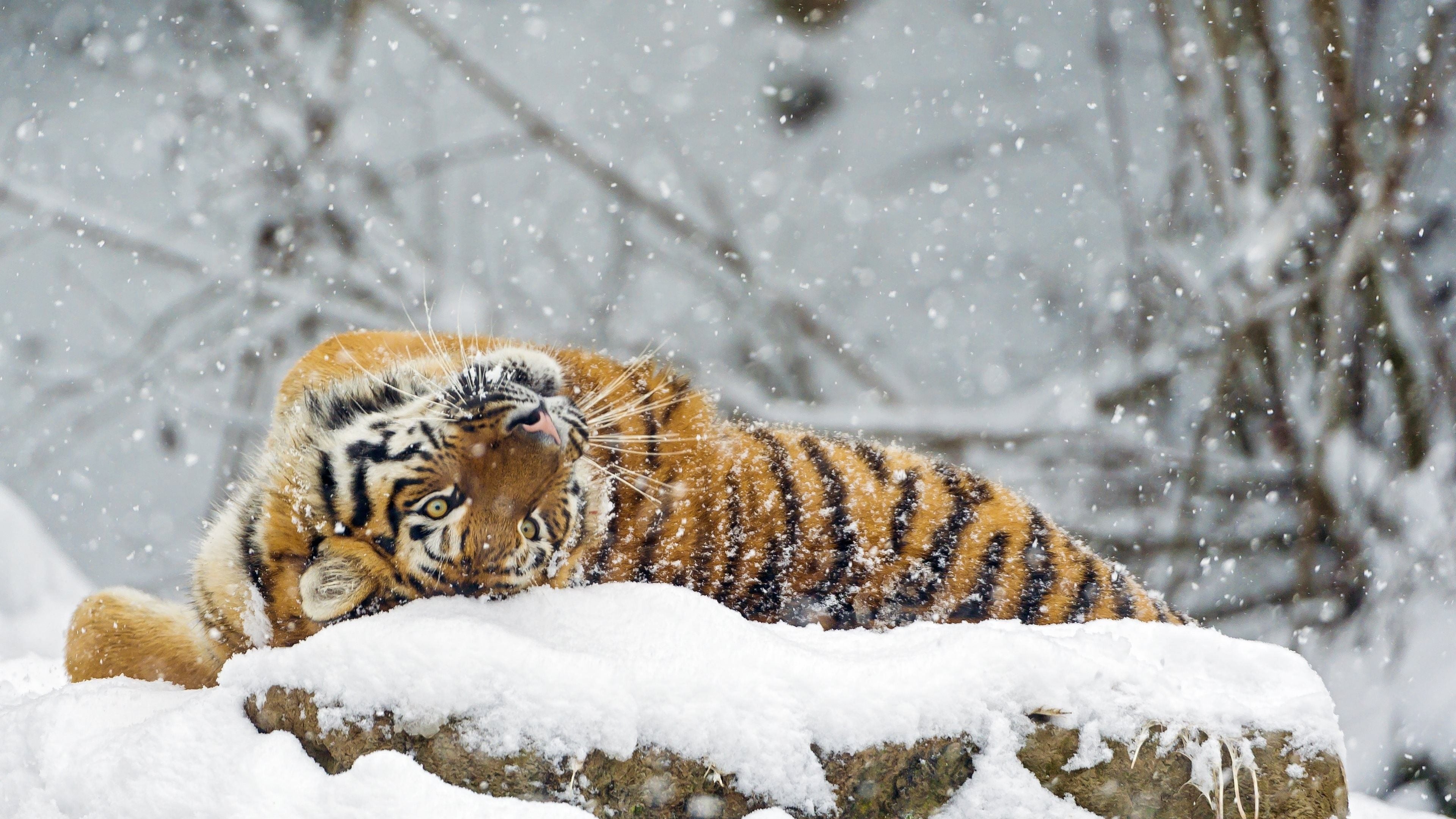 Winter Animals 4k Wallpapers - Wallpaper Cave
