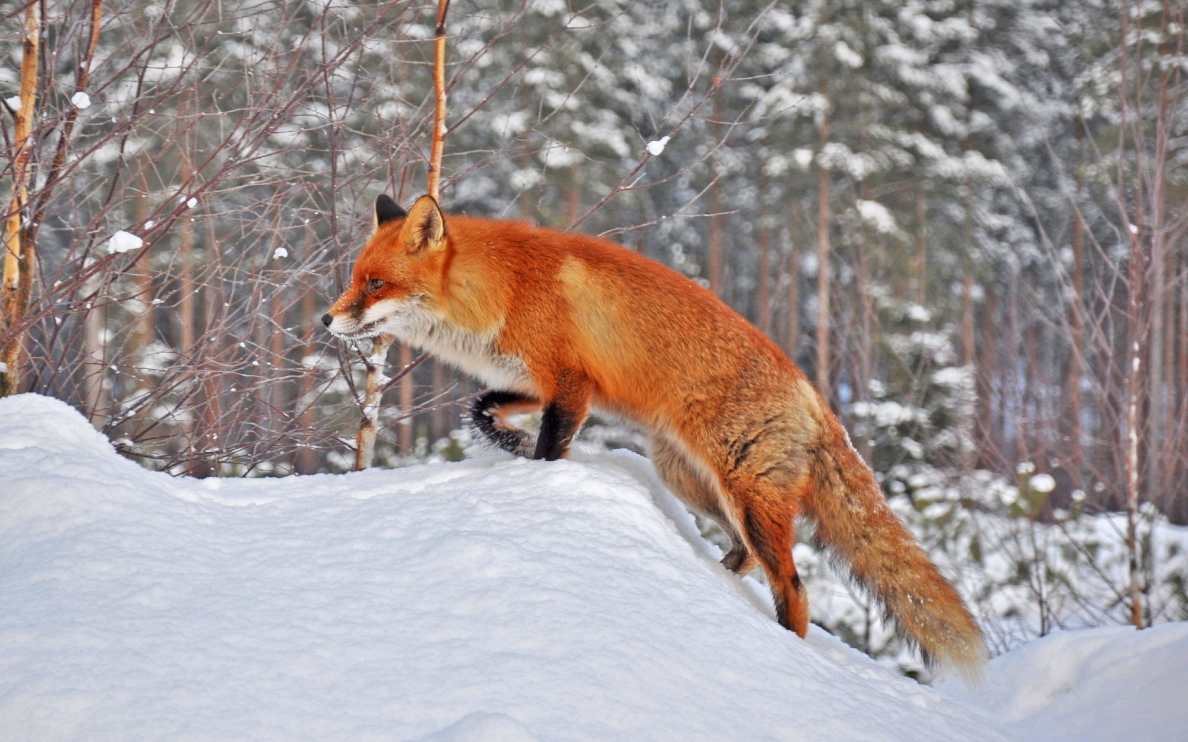 Winter Animals 4k Wallpapers - Wallpaper Cave