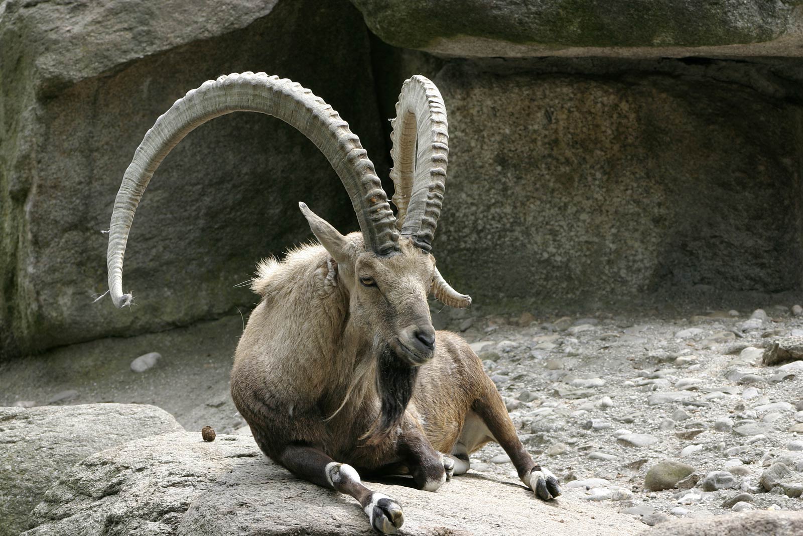 Ibex Wallpapers - Wallpaper Cave