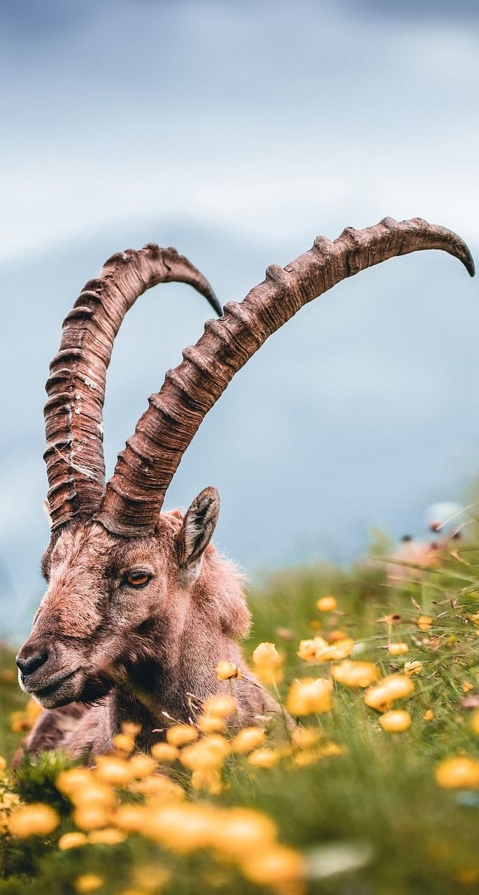 Ibex Wallpapers - Wallpaper Cave