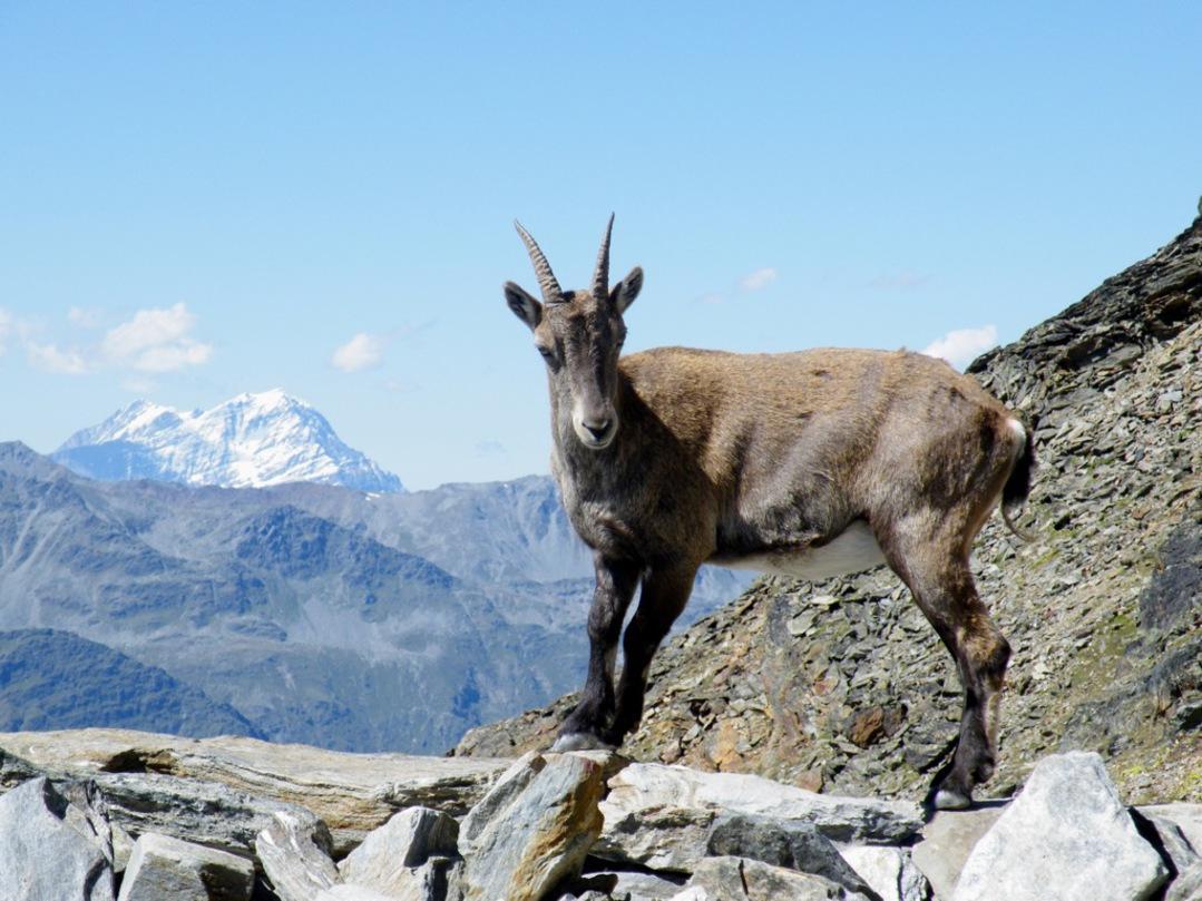 Ibex Wallpapers - Wallpaper Cave