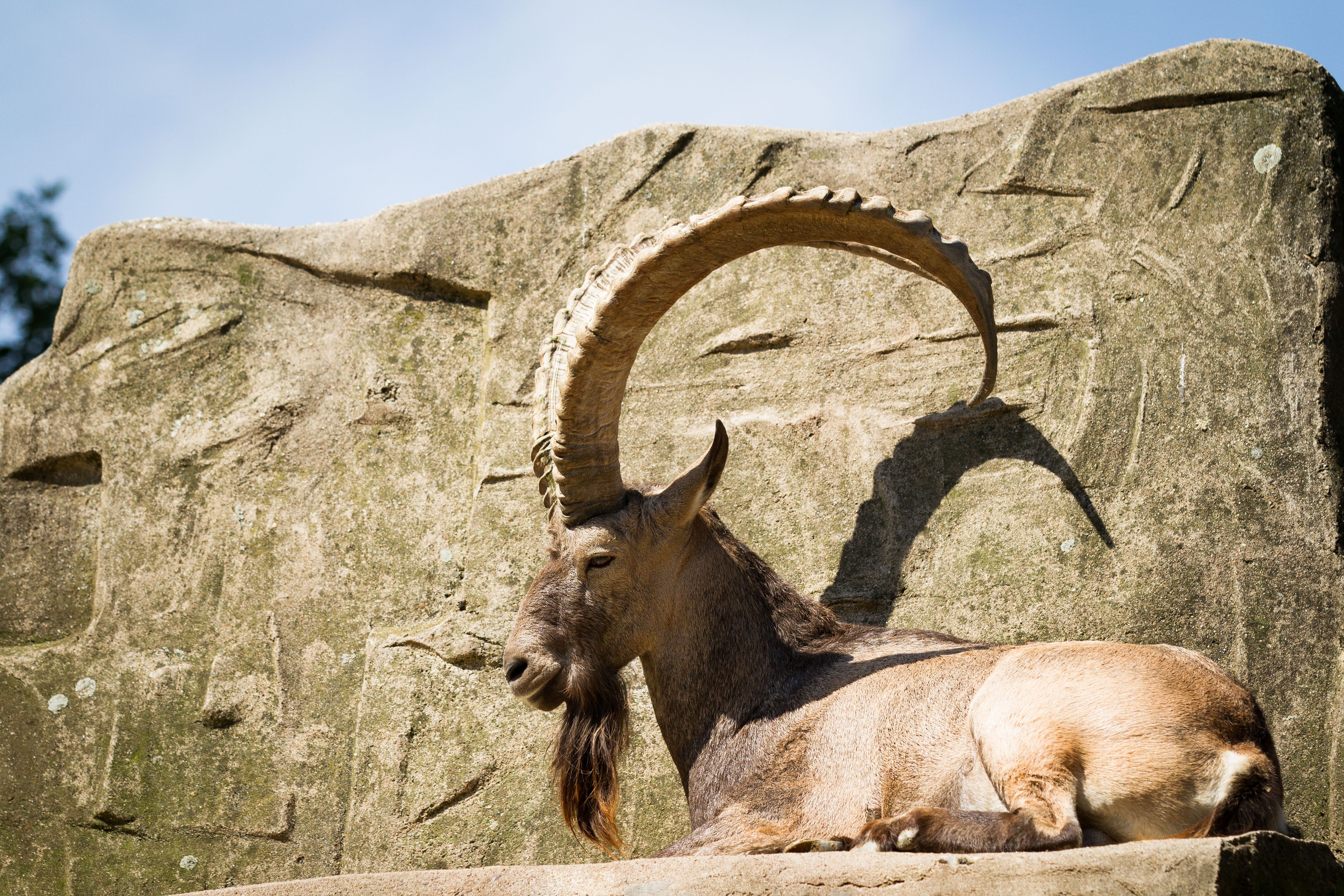 Ibex Wallpapers - Wallpaper Cave