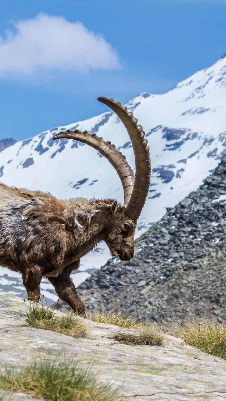 Ibex Wallpapers - Wallpaper Cave