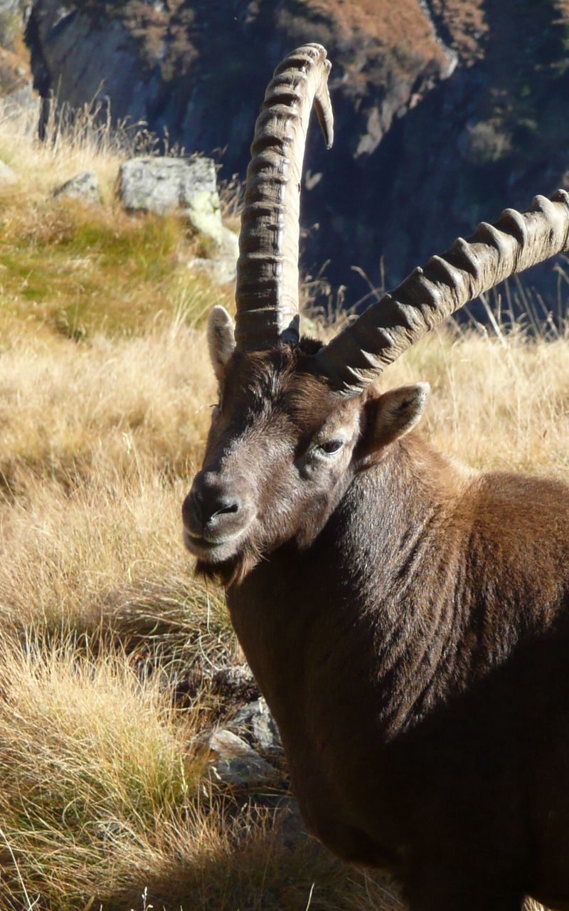 Ibex Wallpapers - Wallpaper Cave