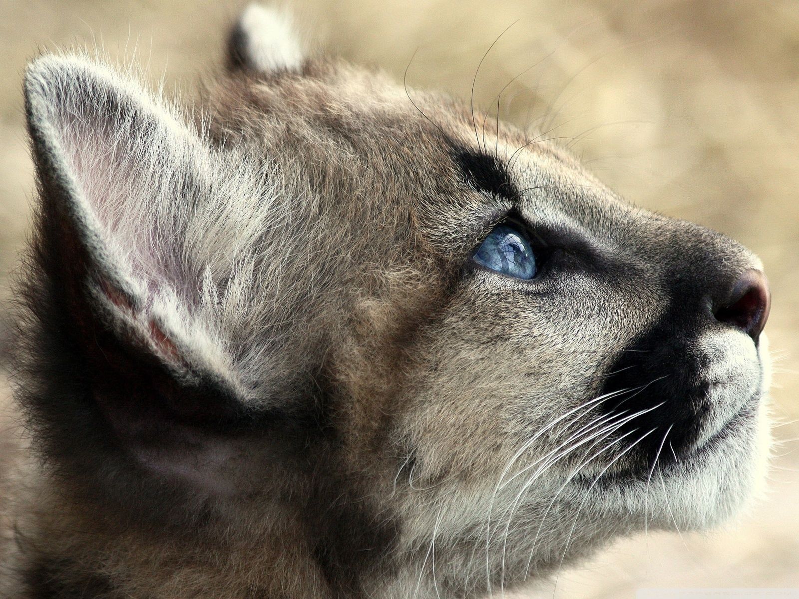 Desktop 4k Puma Wallpapers - Wallpaper Cave