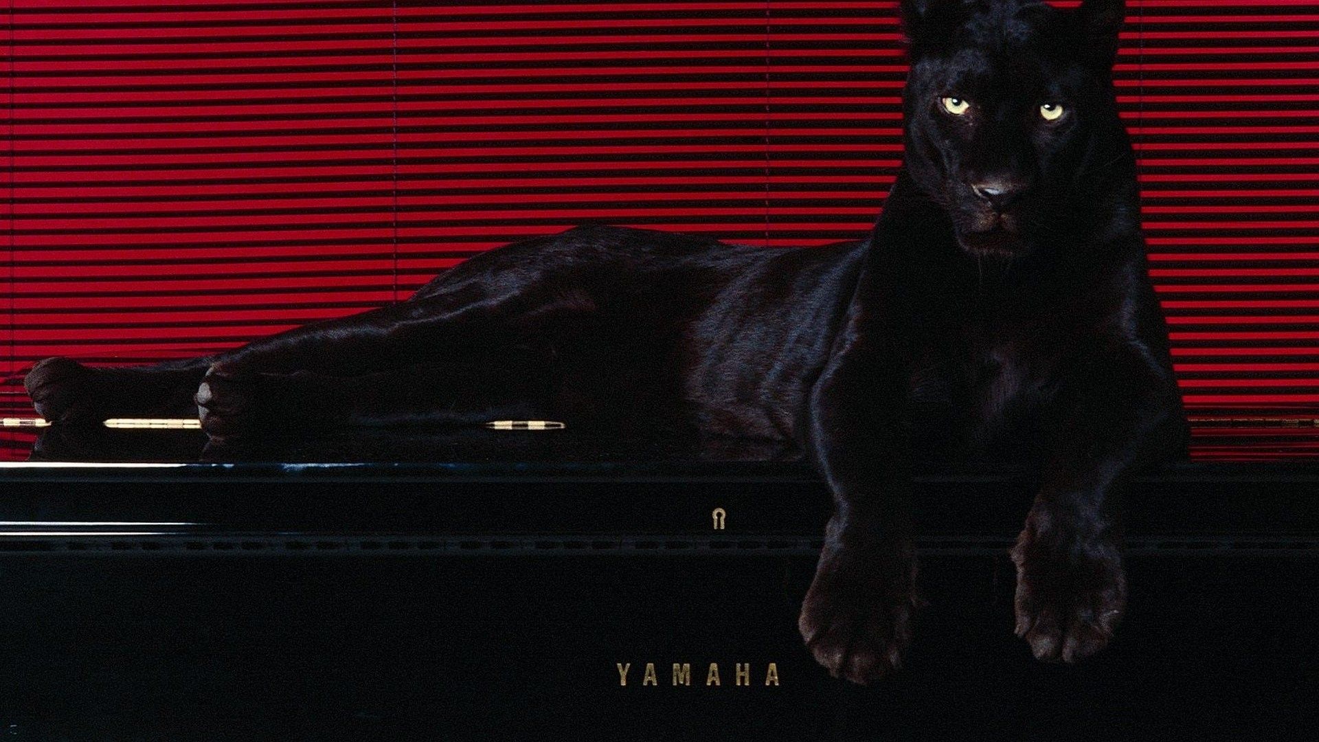 Desktop 4k Puma Wallpapers - Wallpaper Cave