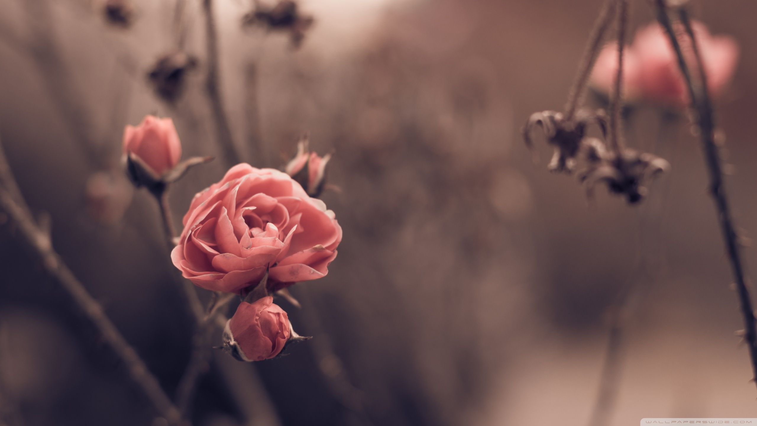 Autumn Wonderland Wallpapers - Wallpaper Cave