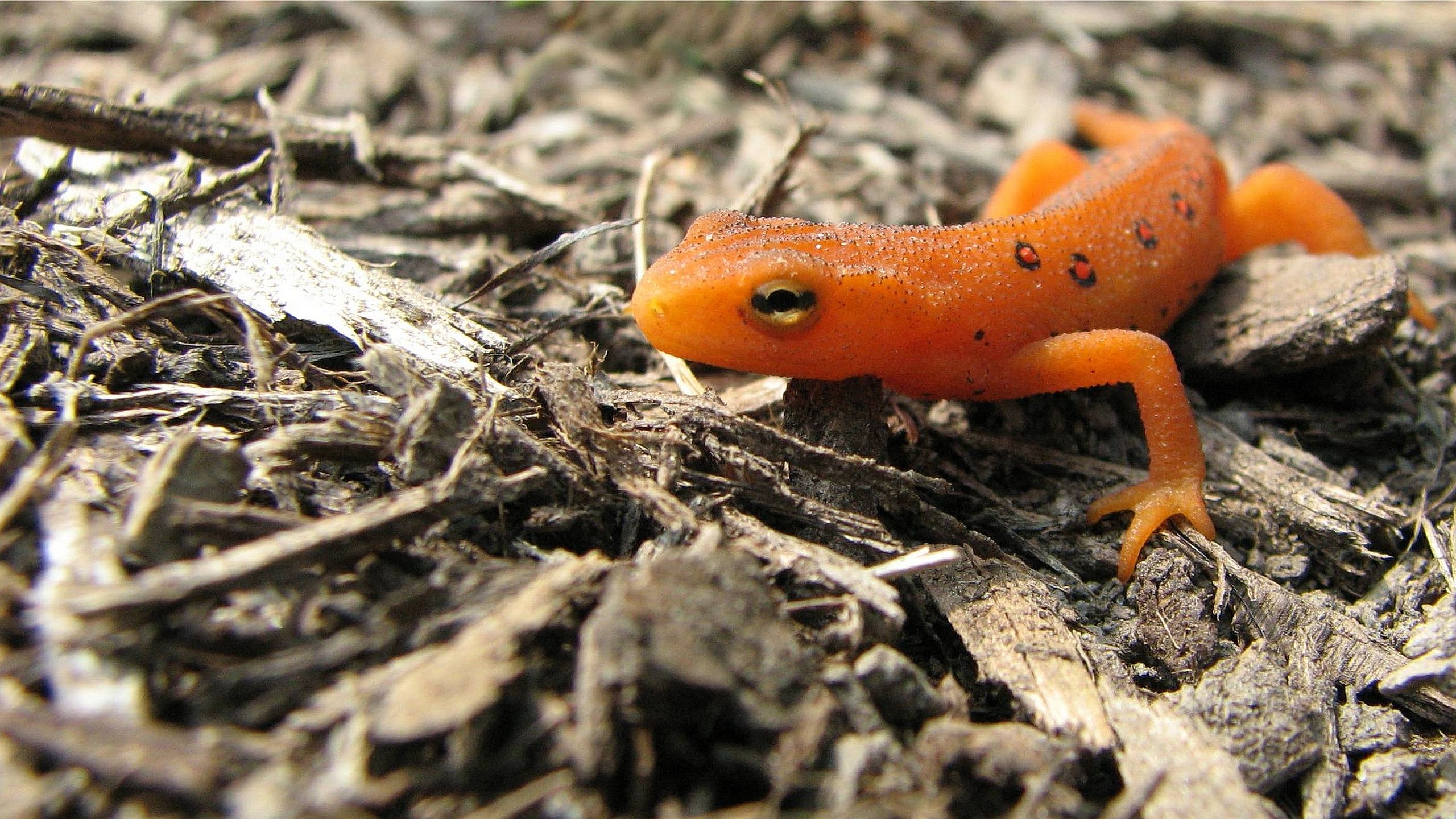 Cute Salamander Wallpapers - Wallpaper Cave