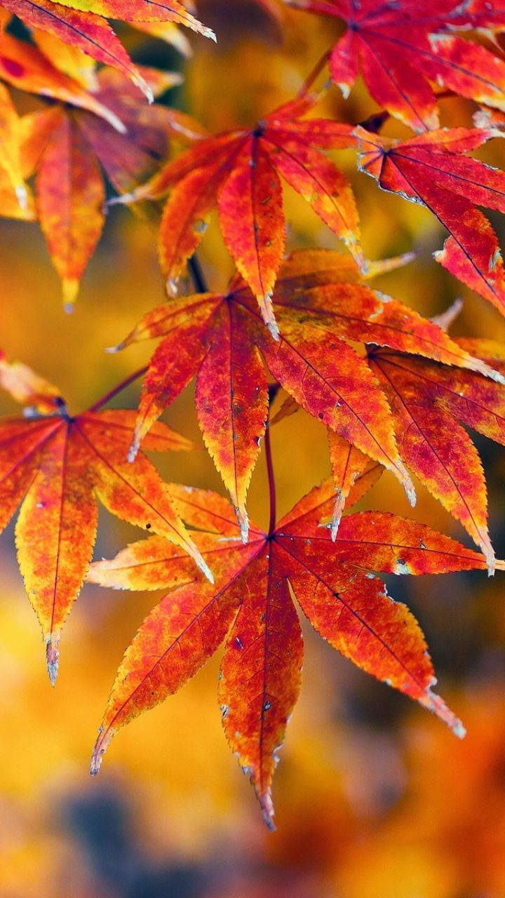 Bright Autumn Day Wallpapers - Wallpaper Cave