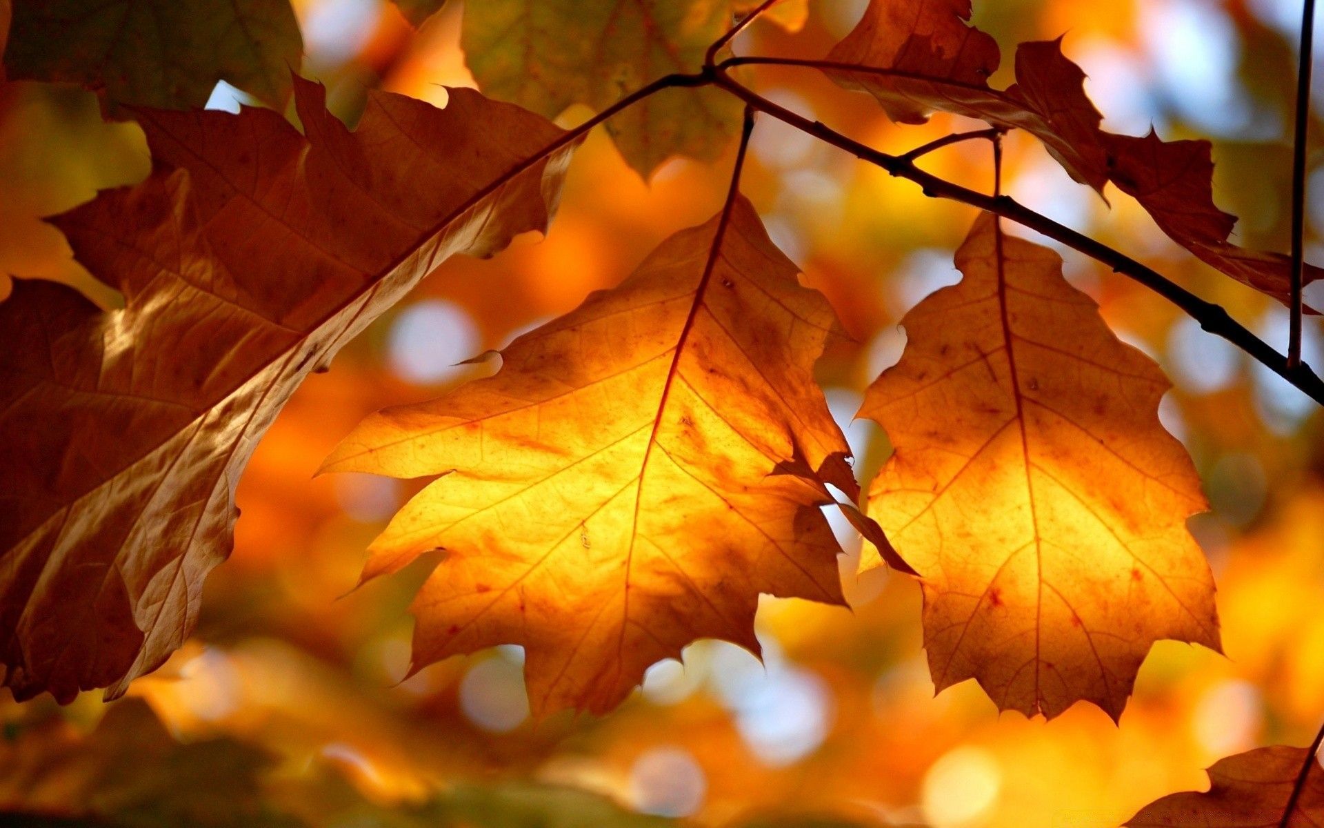 Vibrant Autumn Wallpapers - Wallpaper Cave