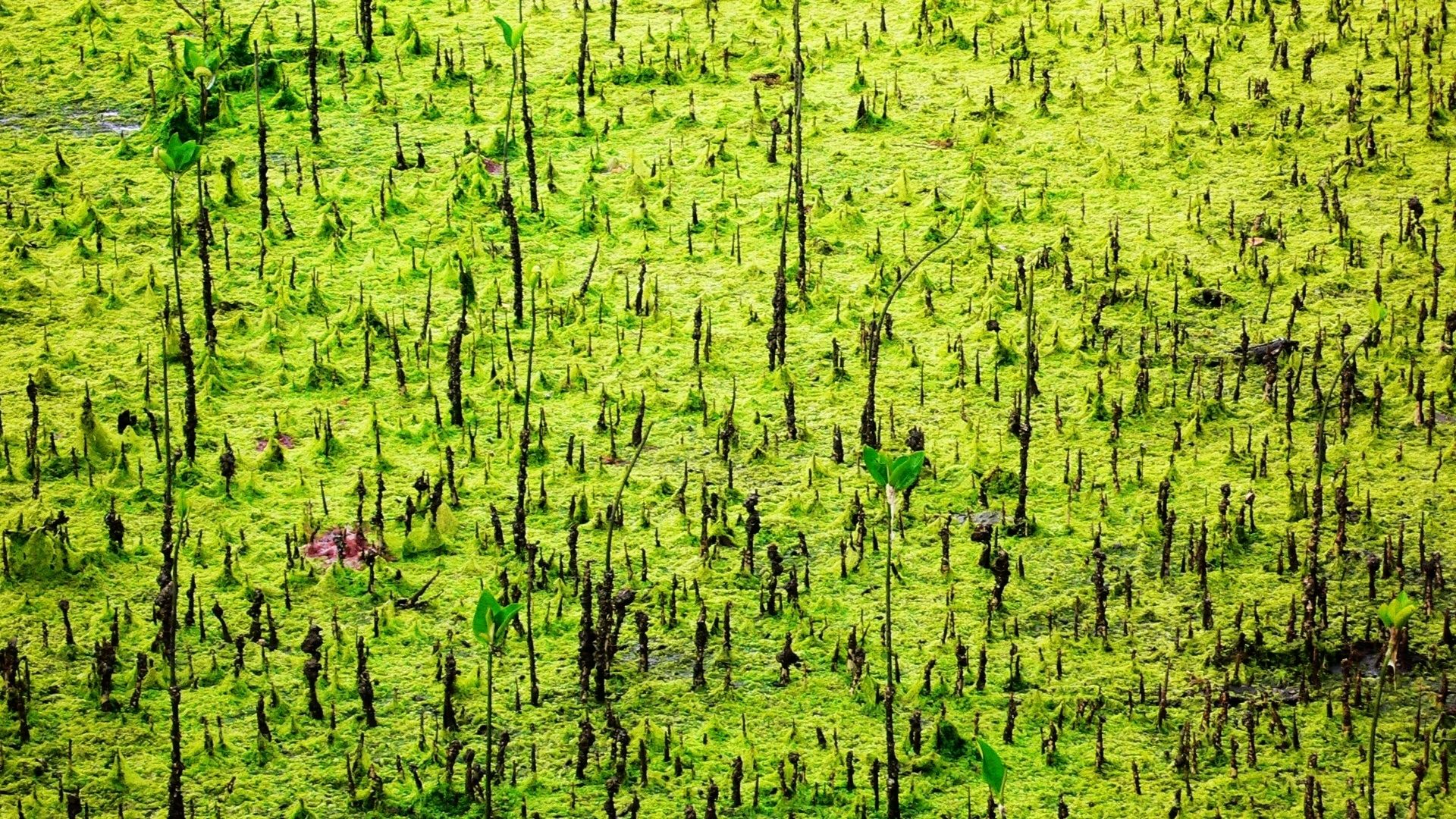 Seaweed Wallpapers - Wallpaper Cave