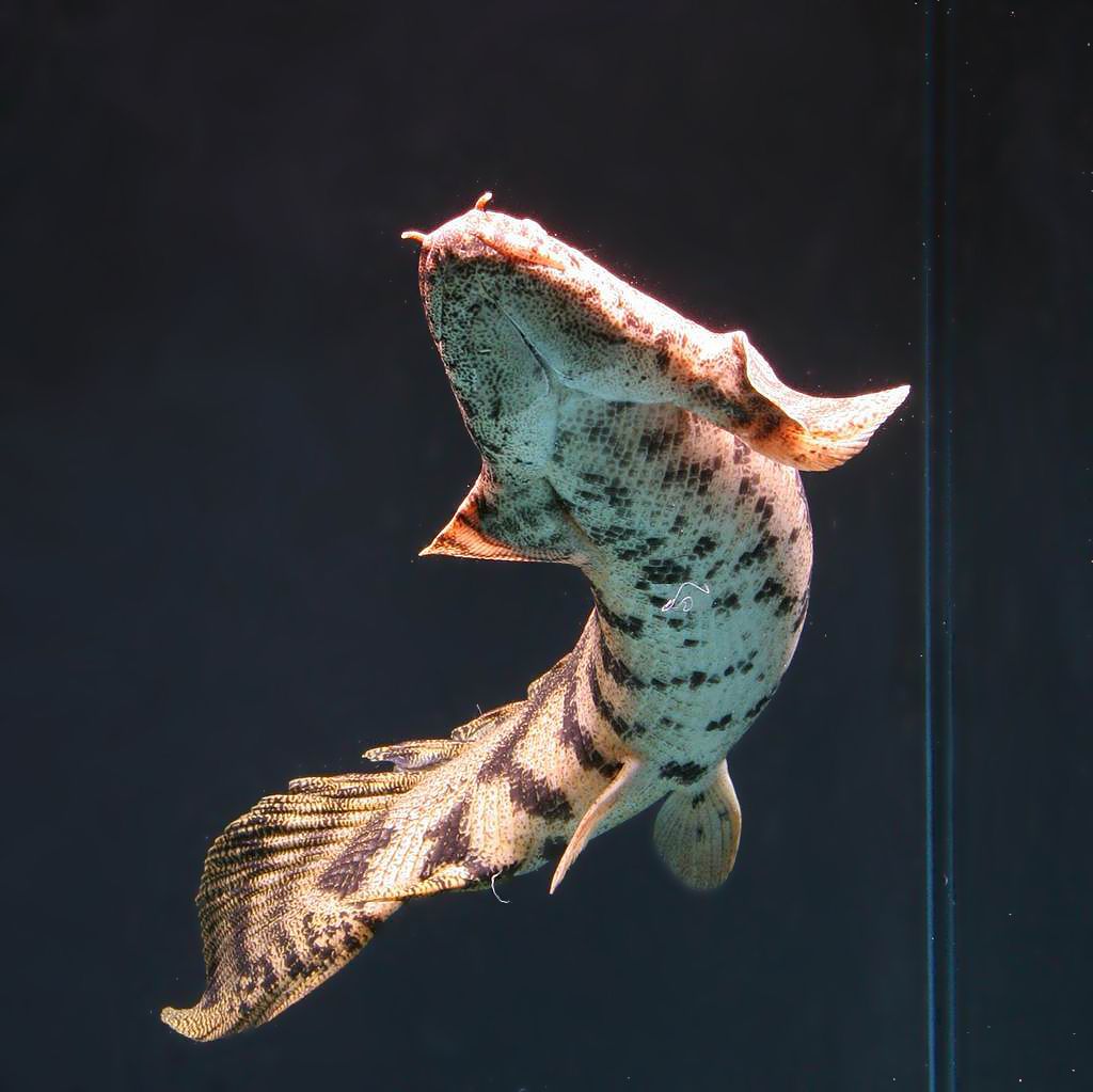 Polypterus Wallpapers - Wallpaper Cave