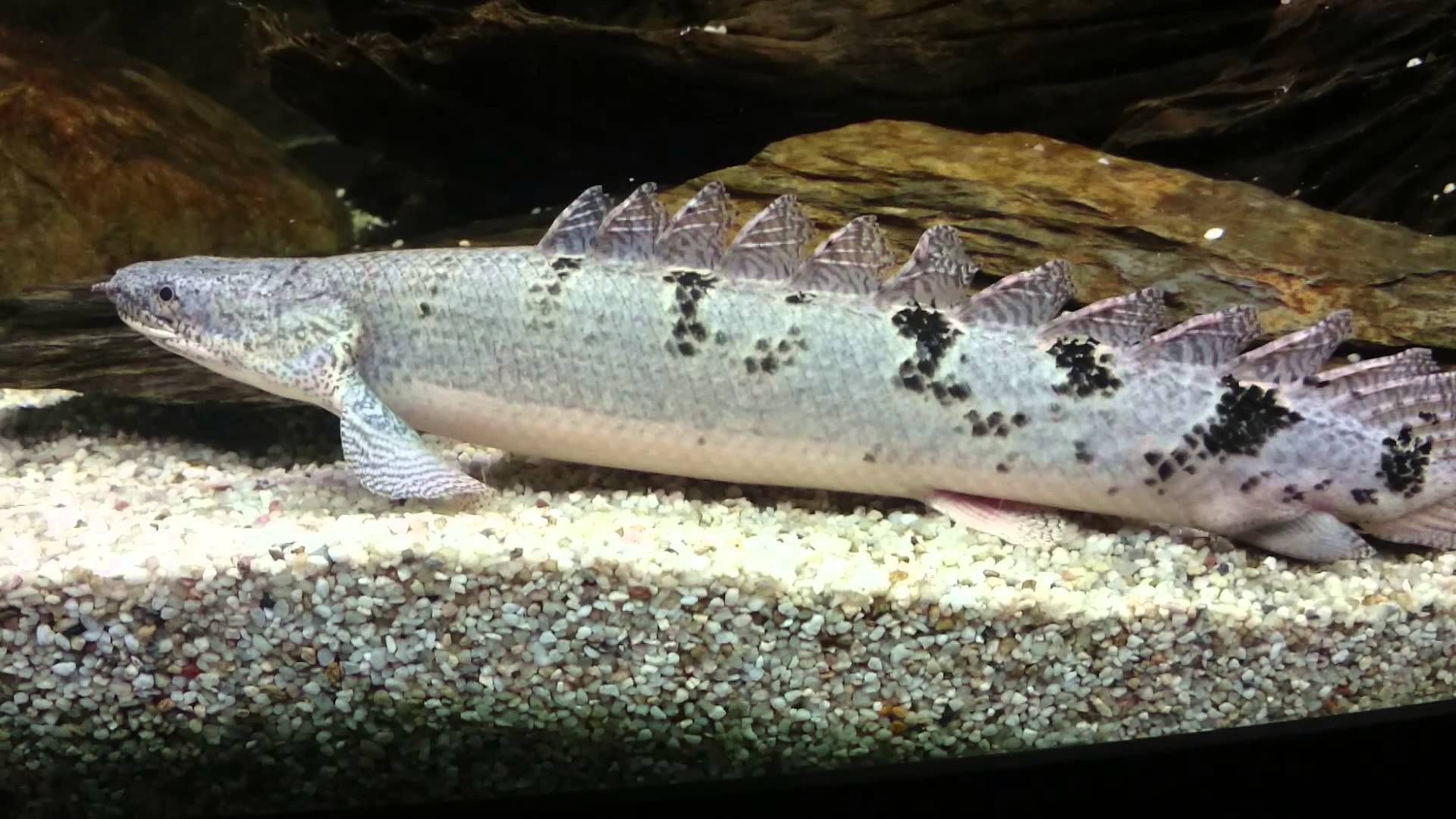 Polypterus Wallpapers - Wallpaper Cave