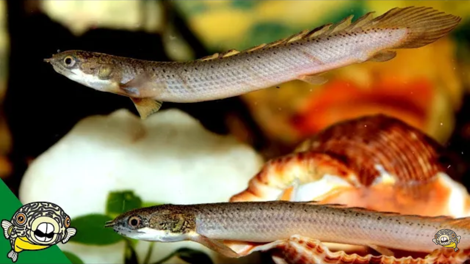 Polypterus Wallpapers - Wallpaper Cave