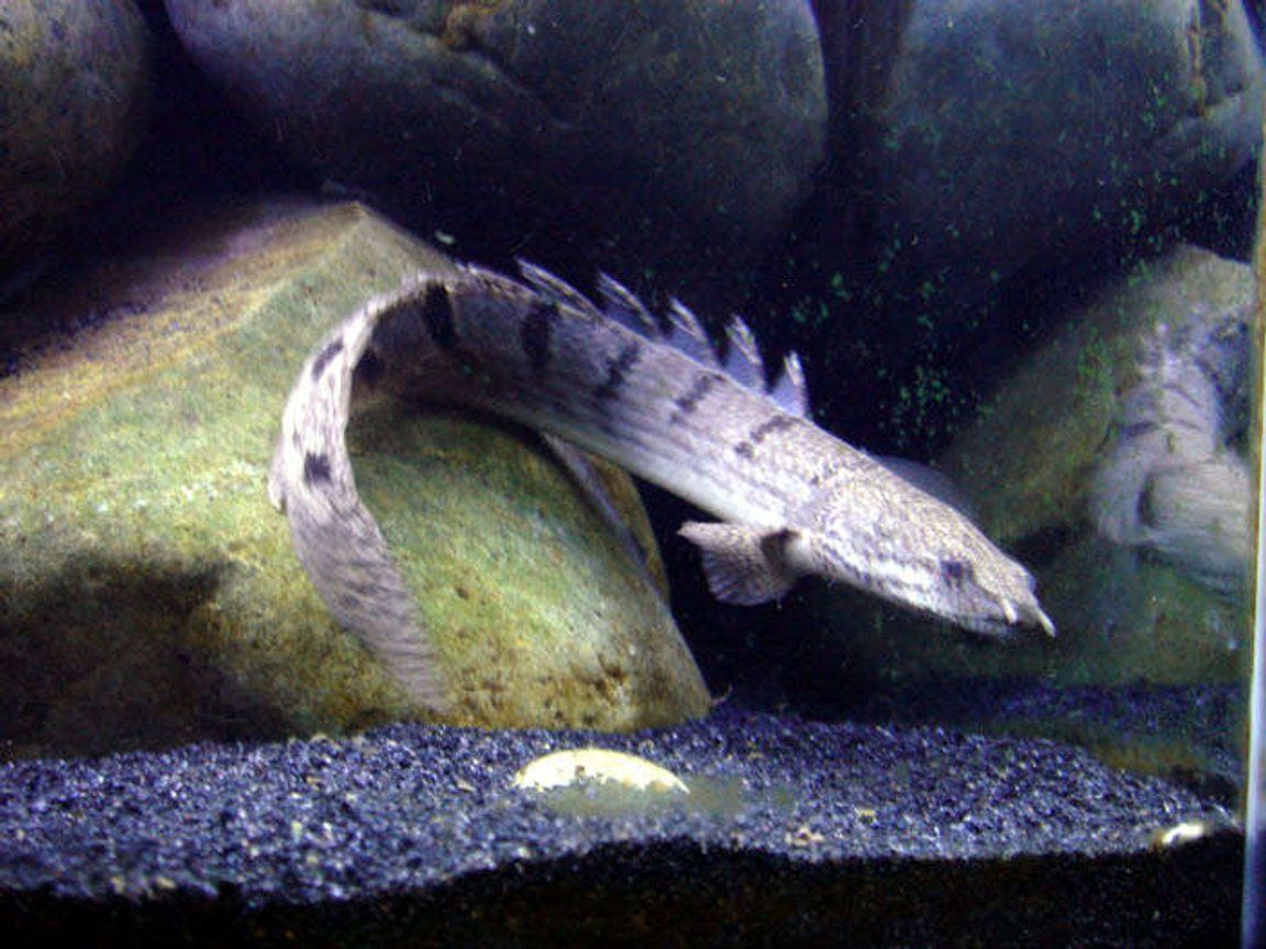 Polypterus Wallpapers - Wallpaper Cave