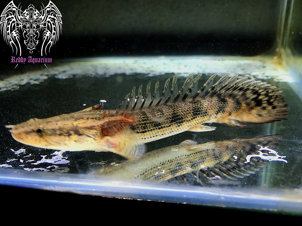 Polypterus Wallpapers - Wallpaper Cave