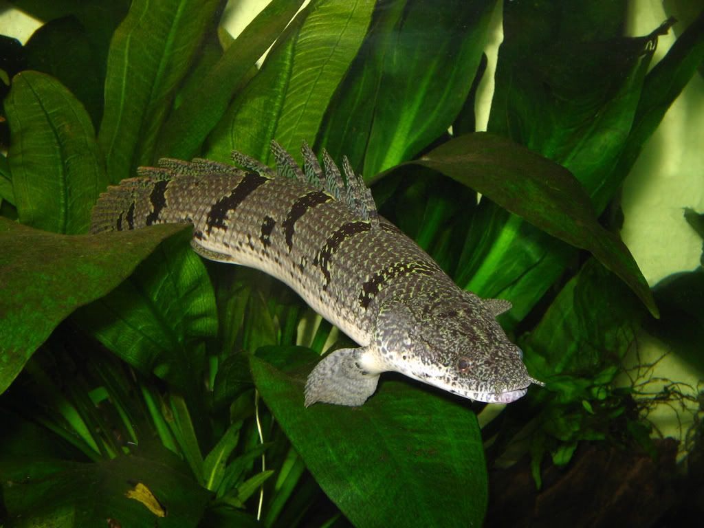 Polypterus Wallpapers - Wallpaper Cave
