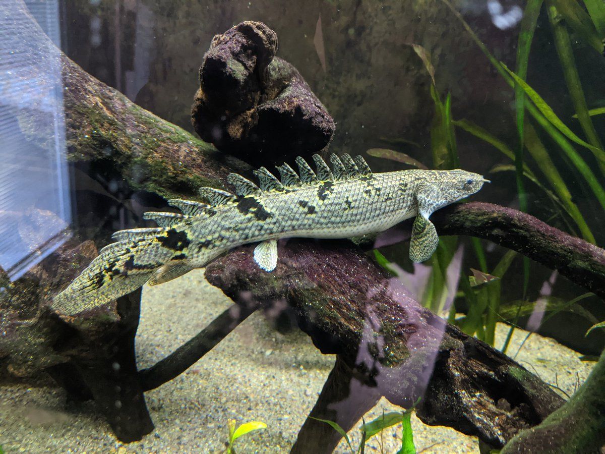 Polypterus Wallpapers - Wallpaper Cave