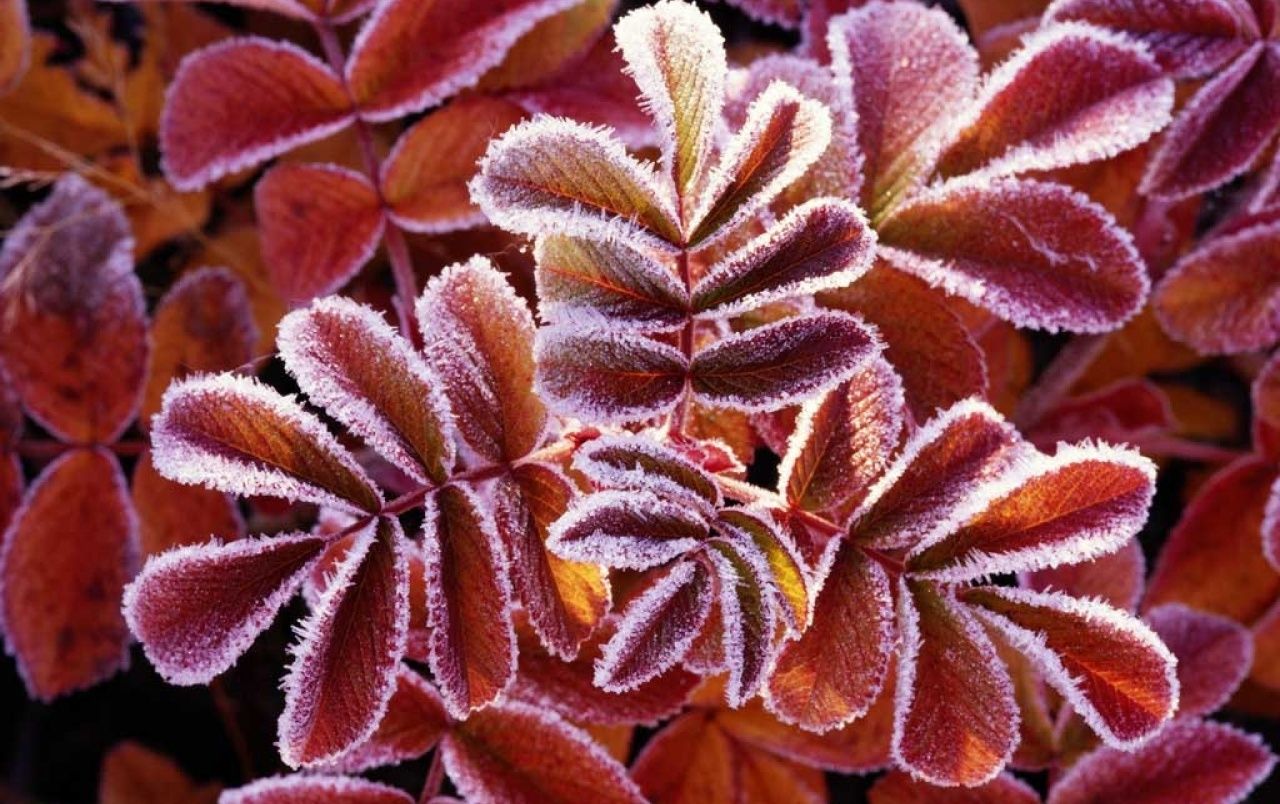 Winter Leaf Wallpapers - Wallpaper Cave