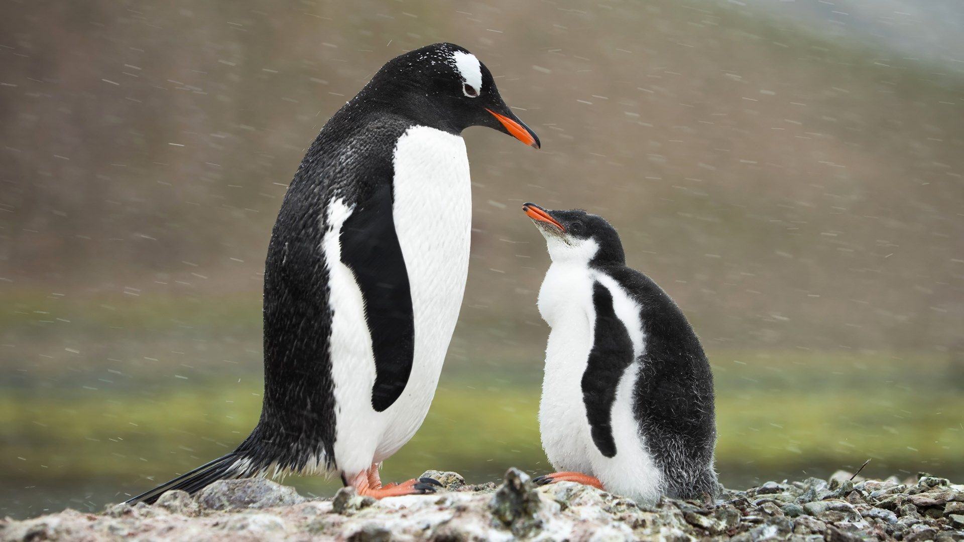 Autumn Penguin Wallpapers - Wallpaper Cave