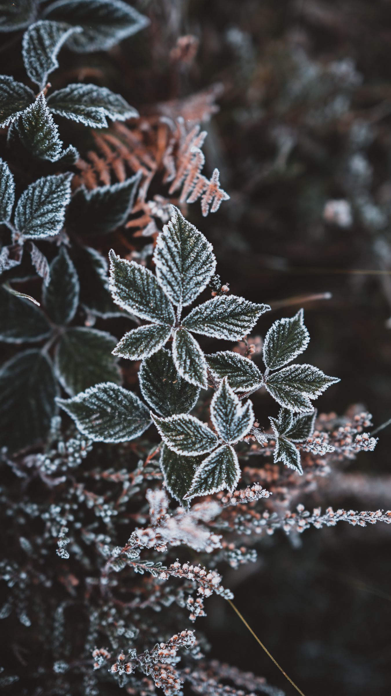 Snow Leaf 1920x1080 Cold Winter Leaves Stock Photos, Images And