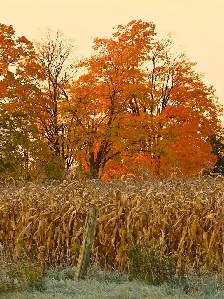 Field In Autumn Wallpapers - Wallpaper Cave