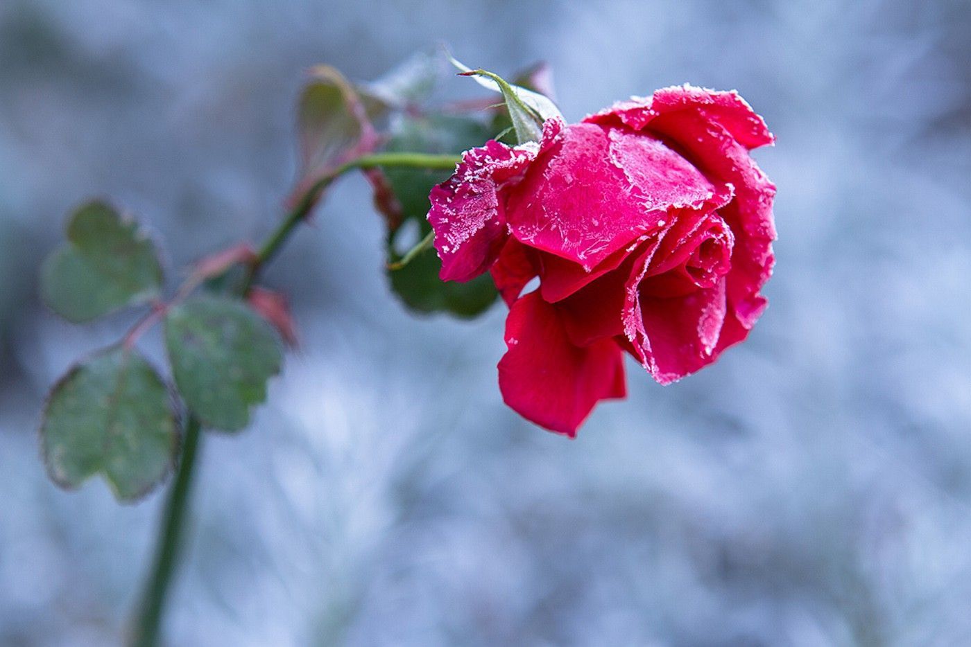 Winter Flowers Rose Wallpapers - Wallpaper Cave