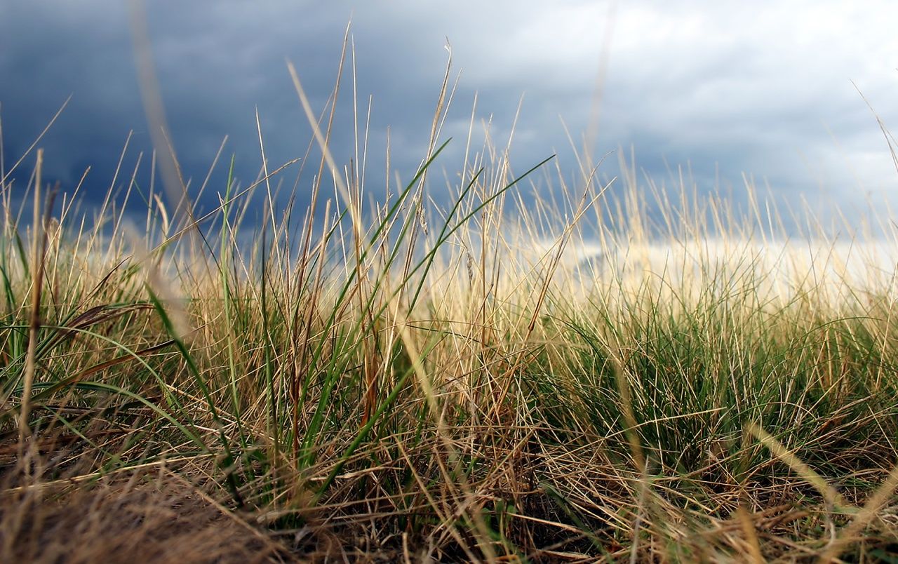 Grass Autumn Wallpapers - Wallpaper Cave