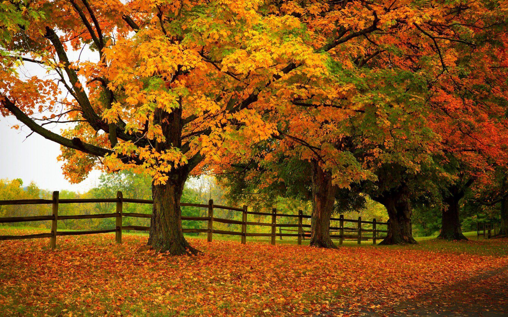 Tree Leaves Foliage Autumn Ultra HD Wallpapers - Wallpaper Cave