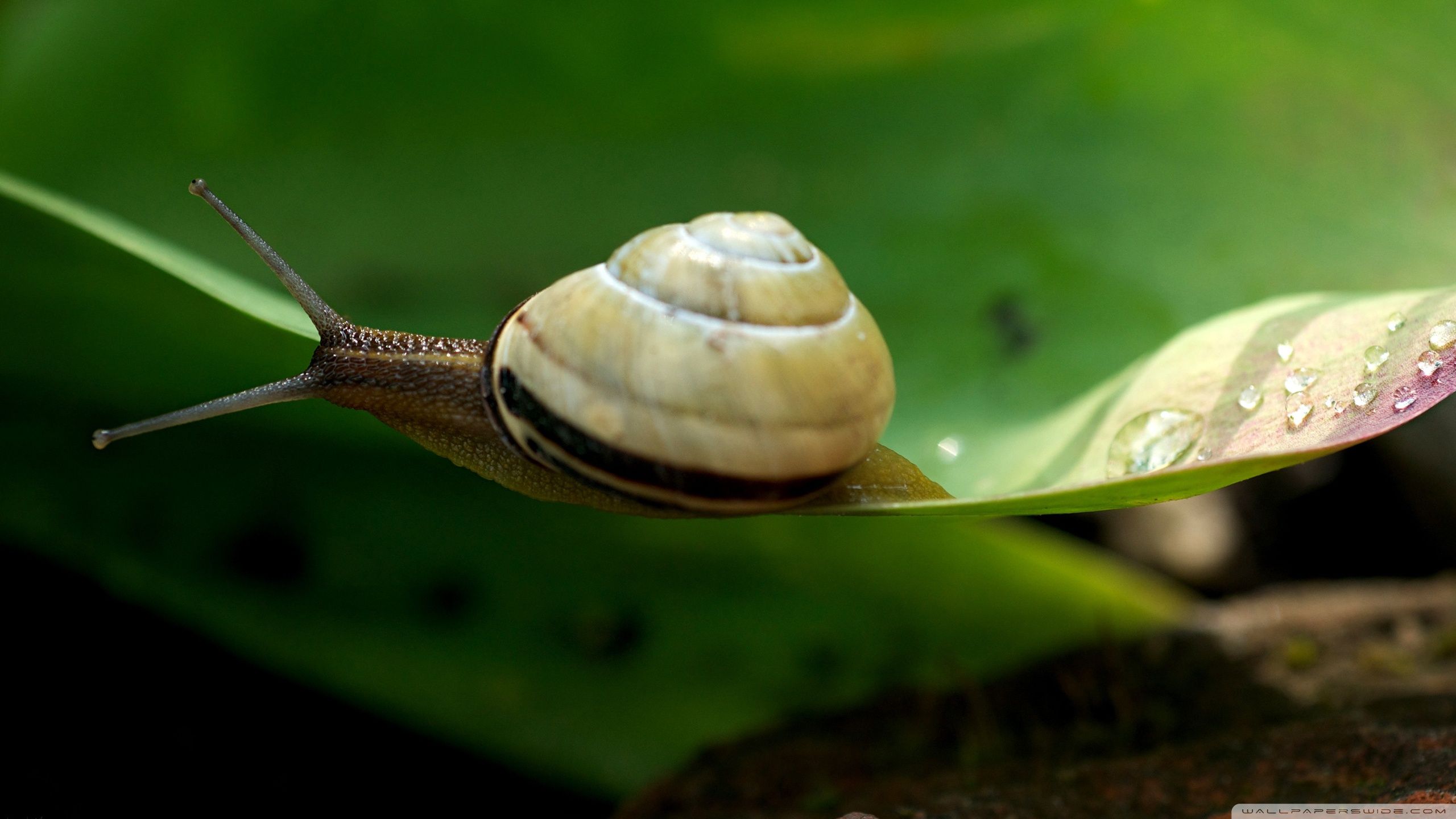 Snail Macro Ultra HD Wallpapers - Wallpaper Cave