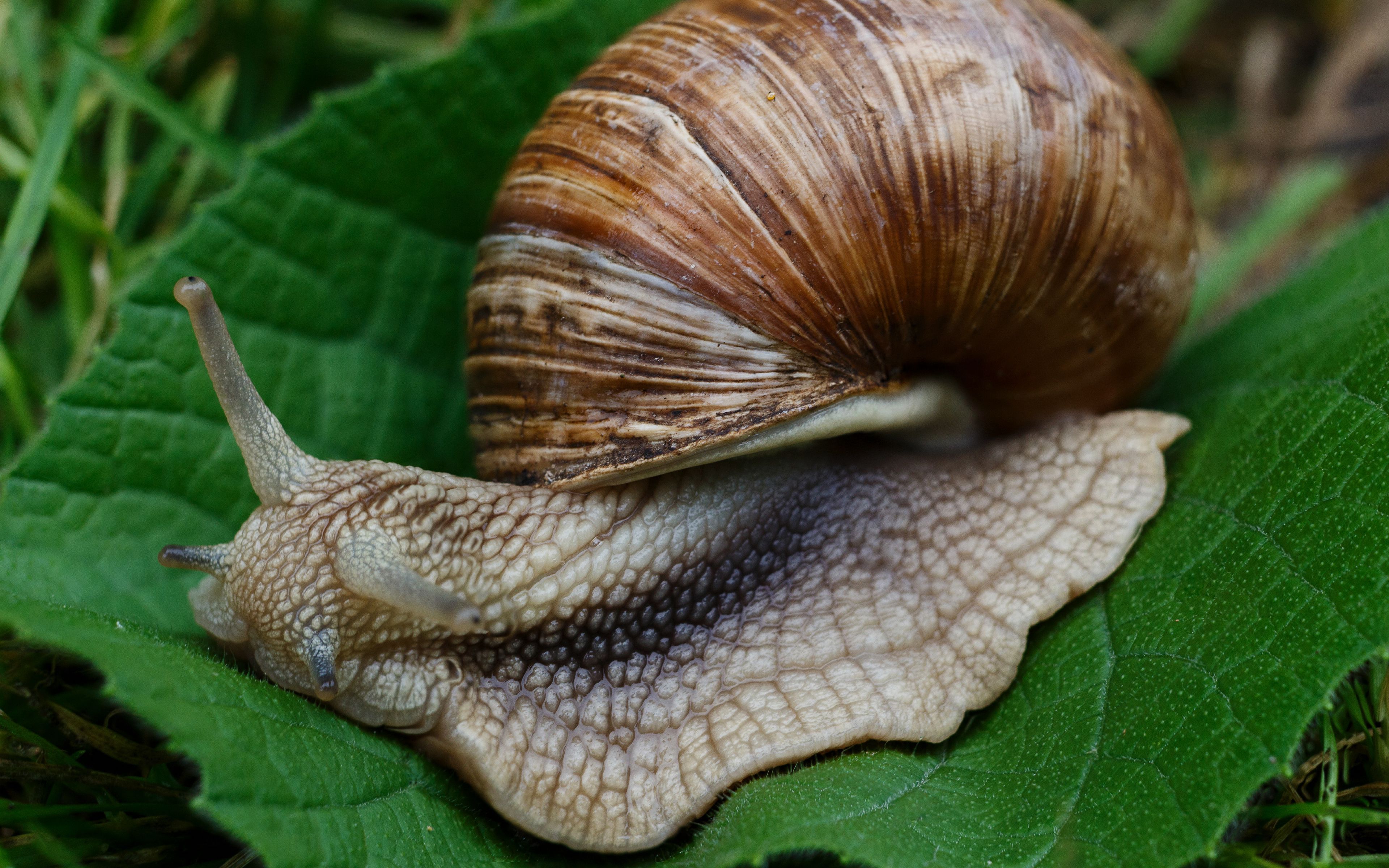 Snail Macro Ultra HD Wallpapers - Wallpaper Cave