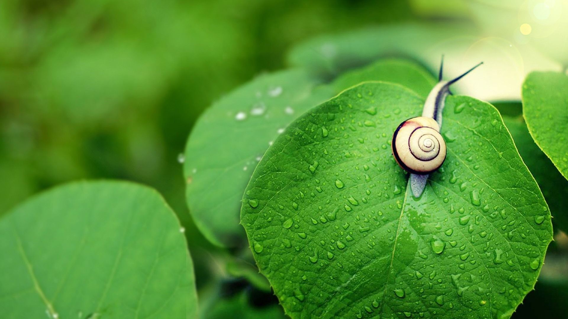 Best Snail Macro Wallpaper HD Wallpaper: Green Pink And Blue Snail On