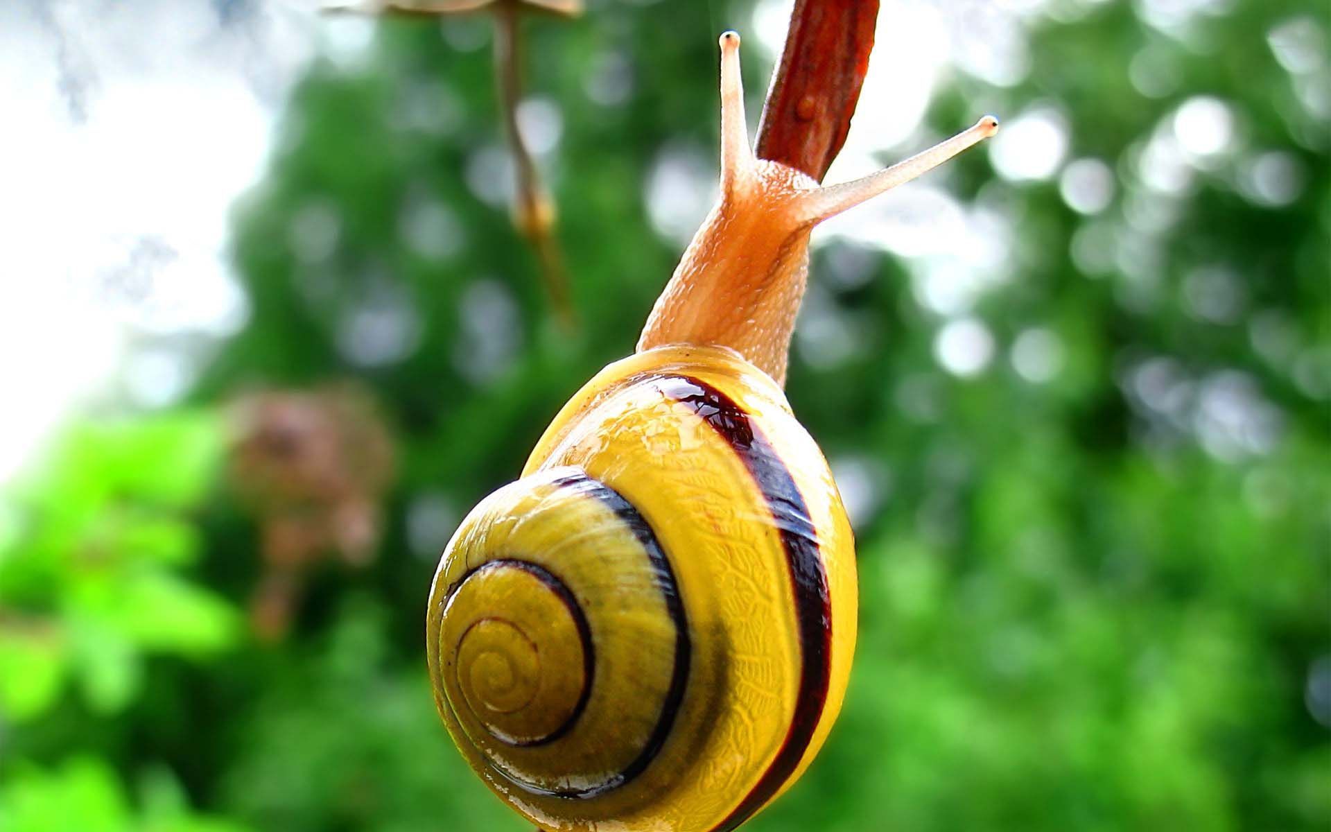 Snail Macro Ultra HD Wallpapers - Wallpaper Cave