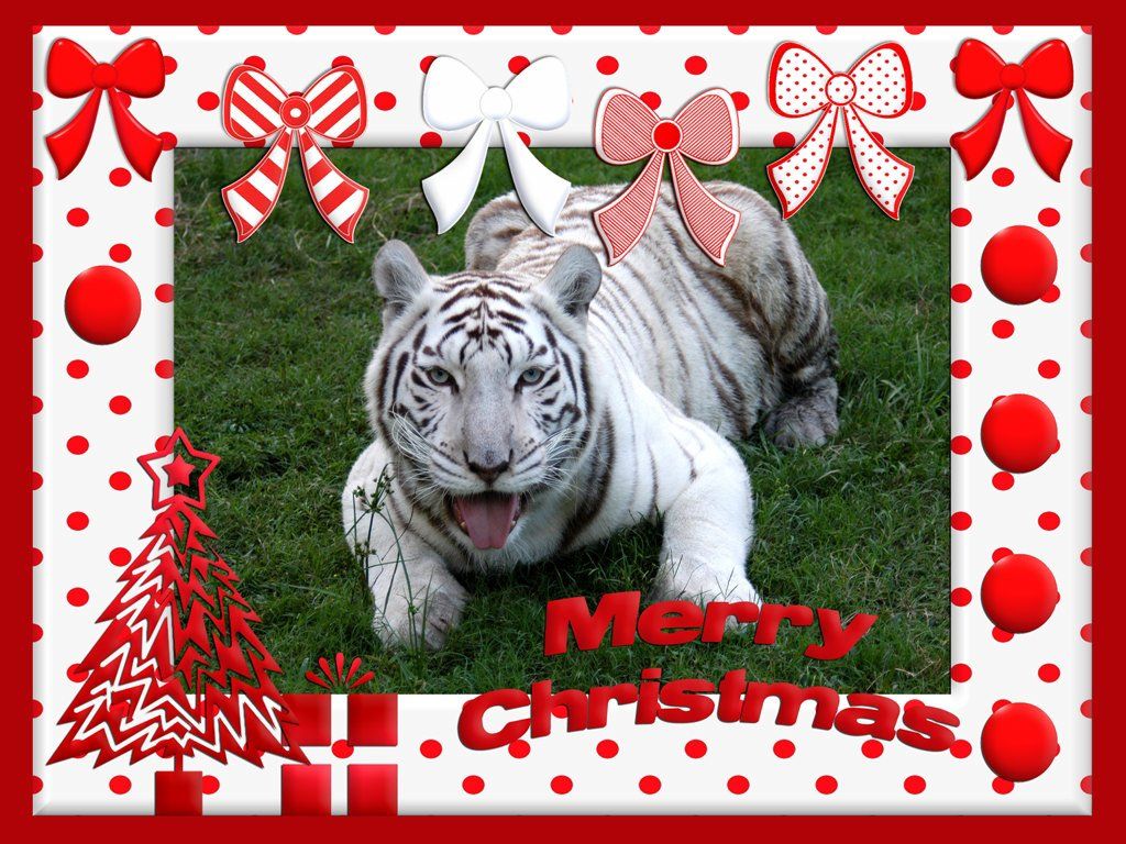 Christmas Tiger Wallpapers - Wallpaper Cave