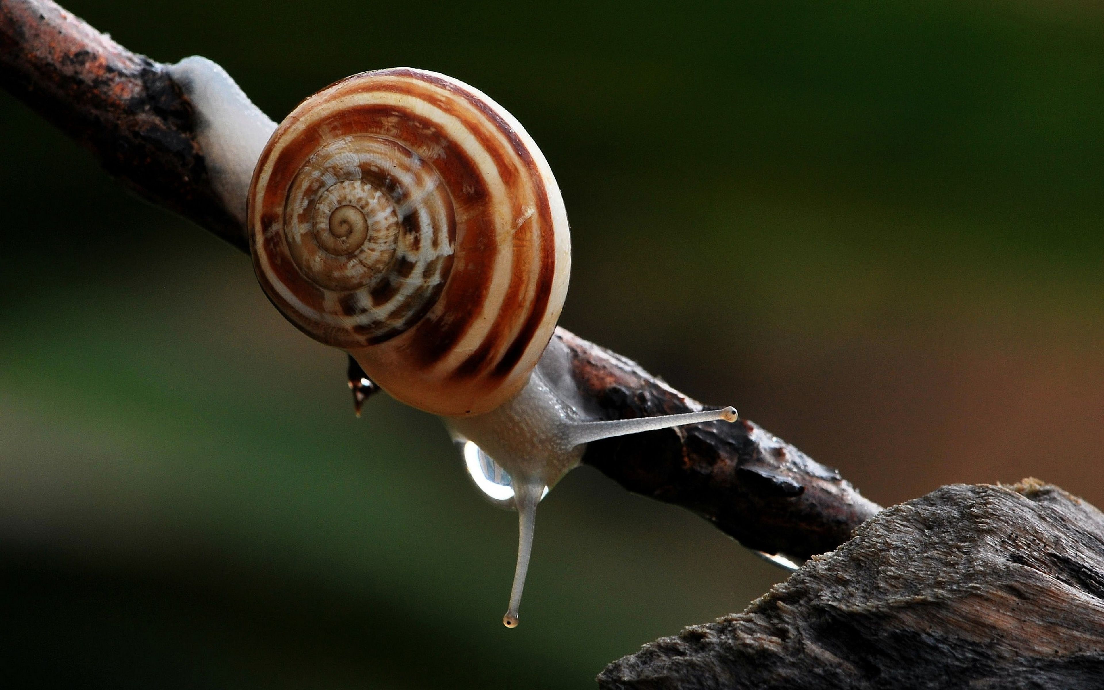 Snail Macro Ultra HD Wallpapers - Wallpaper Cave