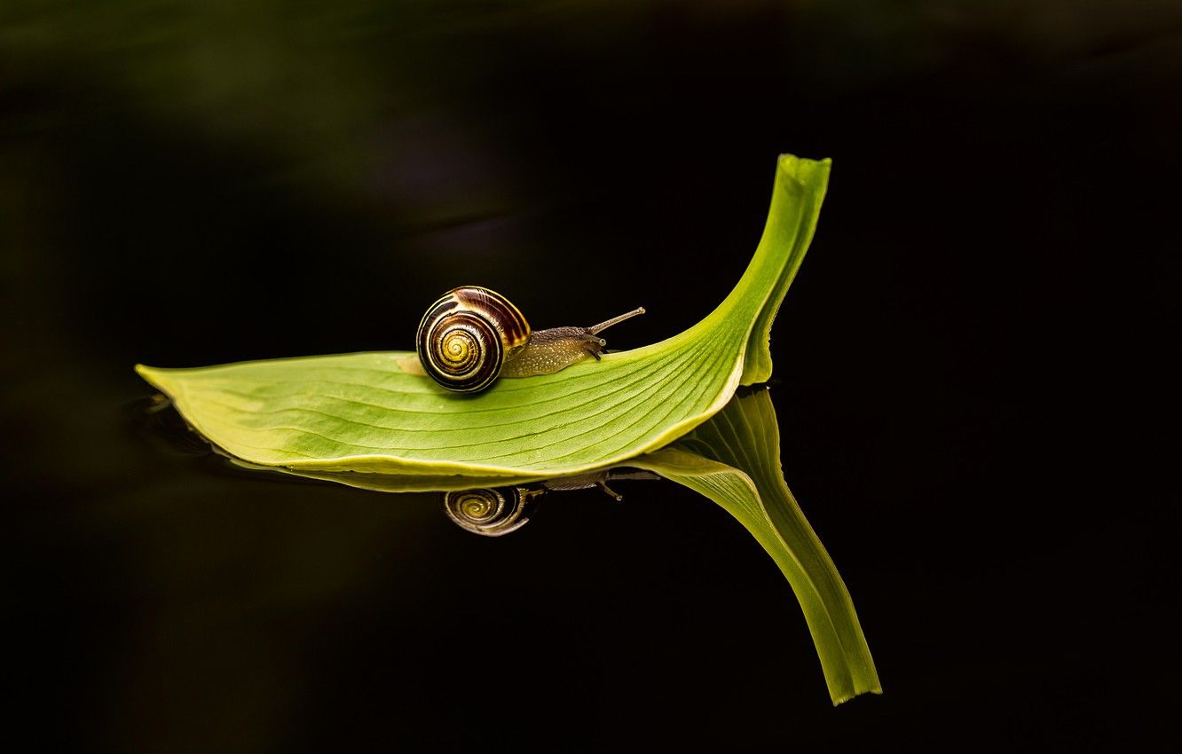 Snail Macro Ultra HD Wallpapers - Wallpaper Cave