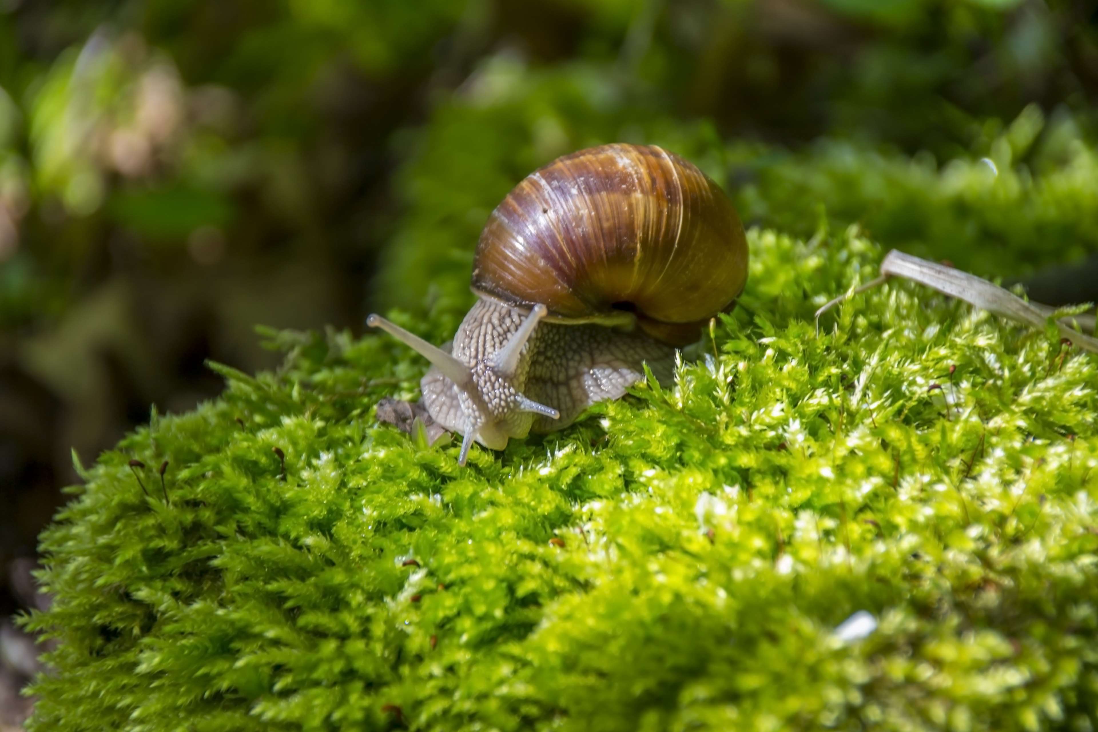 Snail Macro Ultra HD Wallpapers - Wallpaper Cave