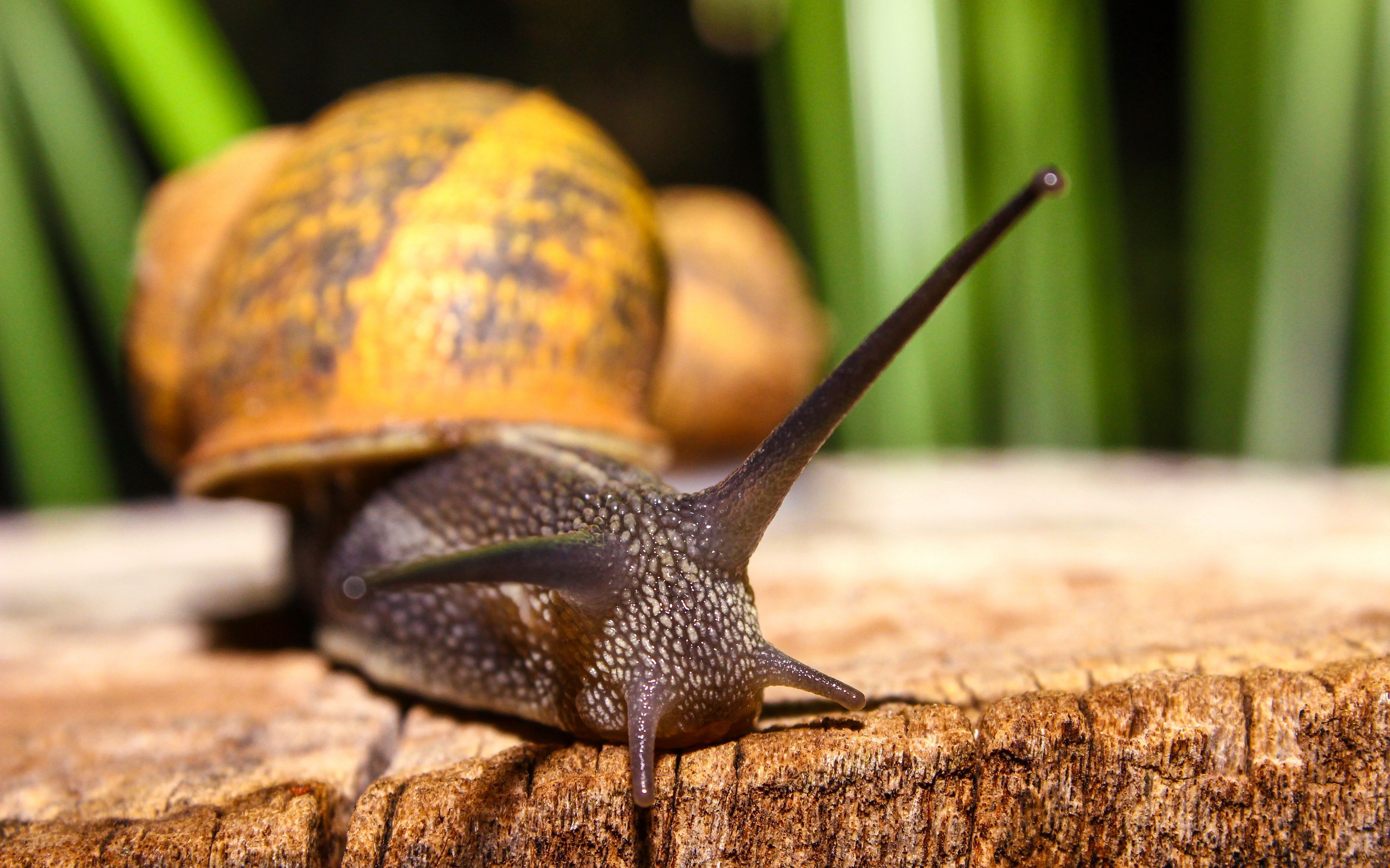 Snail Macro Ultra HD Wallpapers - Wallpaper Cave